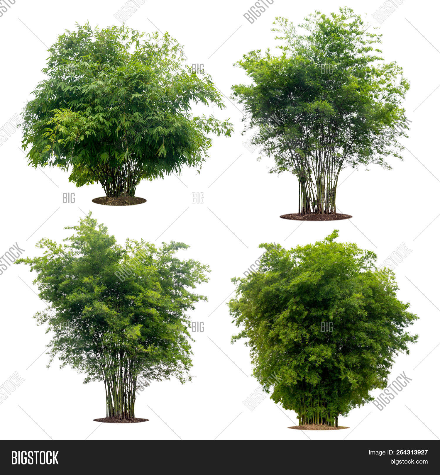 Collection Bamboo Tree Image & Photo (Free Trial) | Bigstock