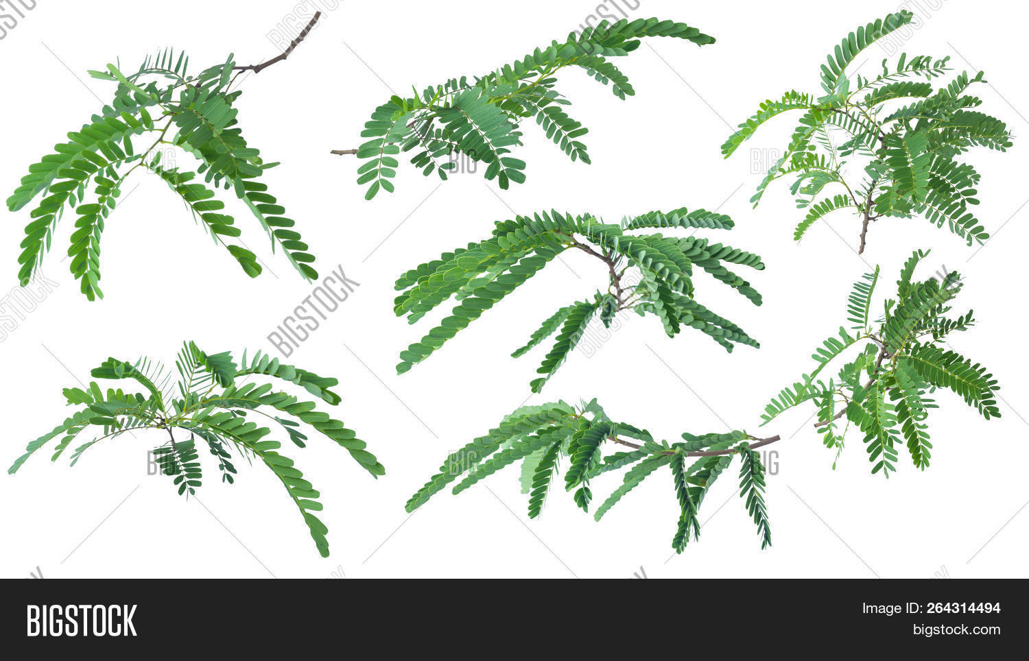 Tamarind Leaves Image & Photo (Free Trial) | Bigstock