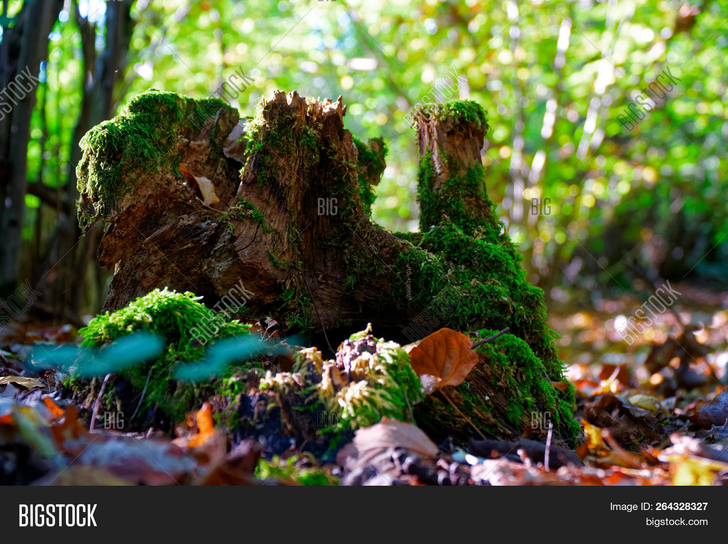 Moss On Tree Roots, Image & Photo (Free Trial) | Bigstock