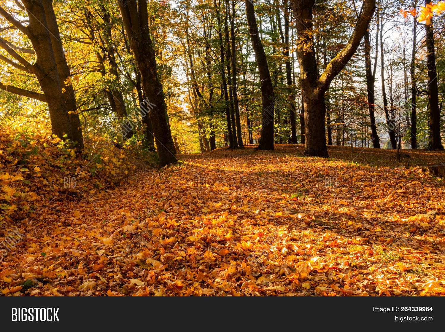 Bright Green Forest Image & Photo (Free Trial) | Bigstock