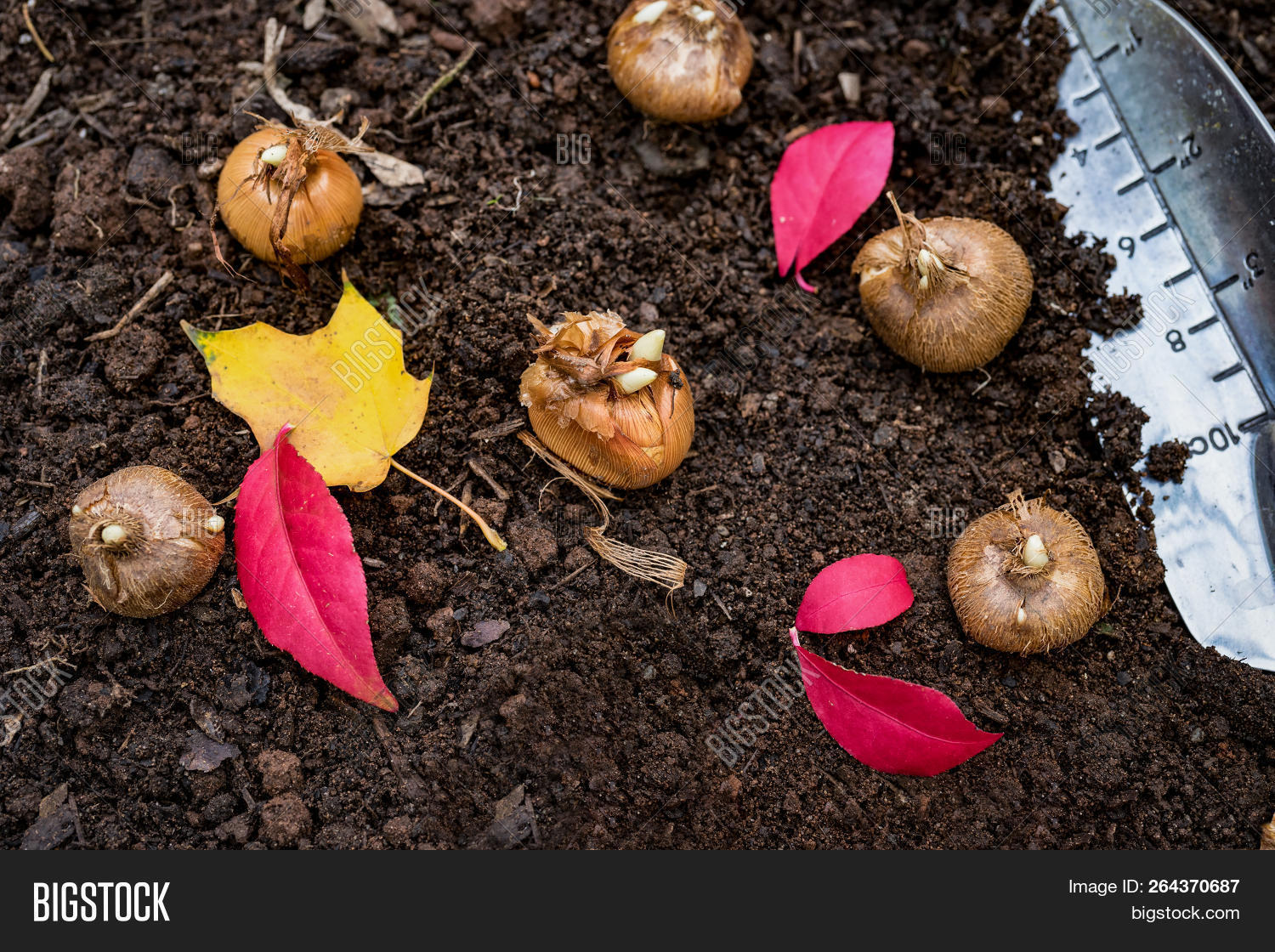 Planting Crocus Bulbs Image & Photo (Free Trial) | Bigstock