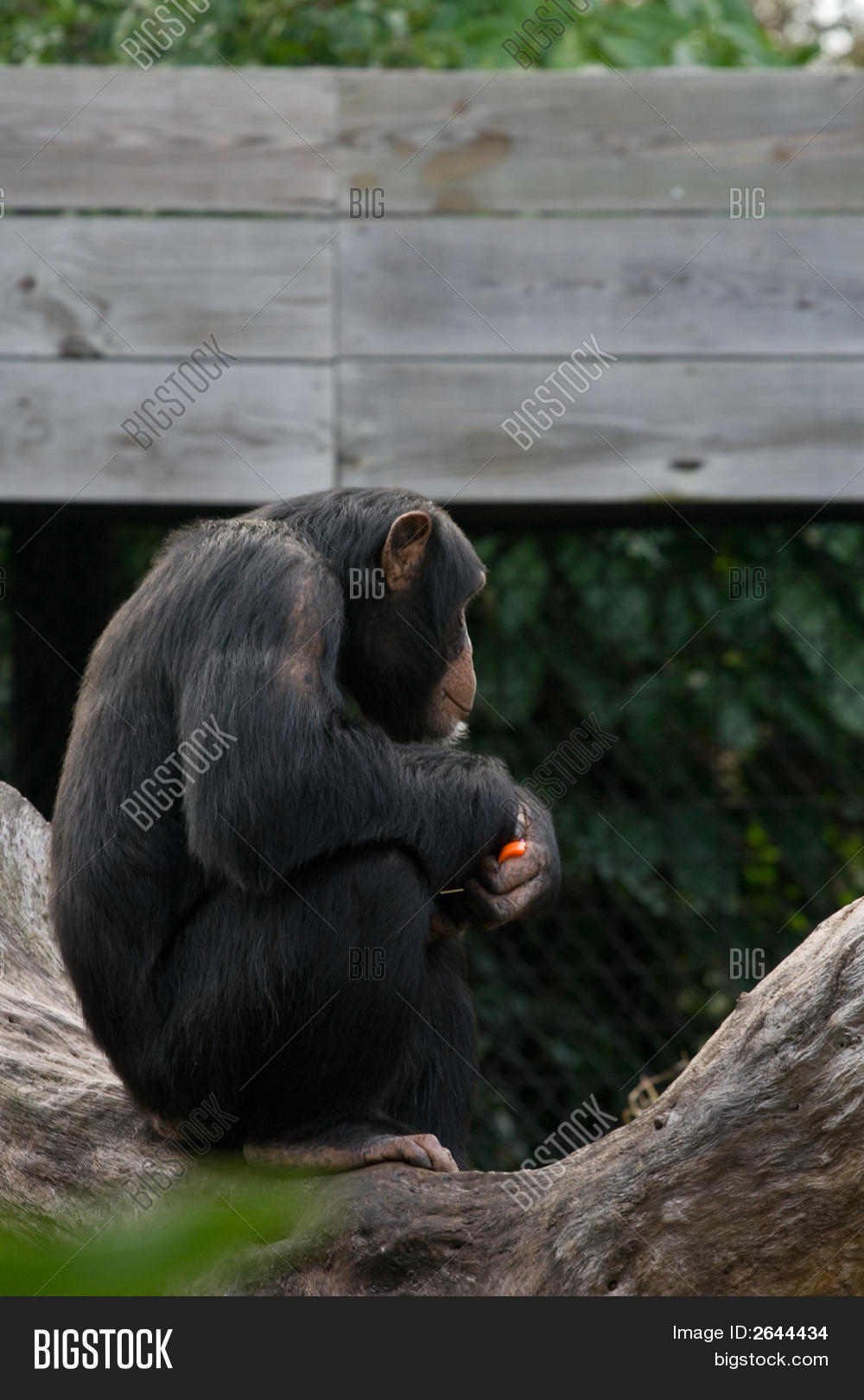 Chimp Sitting Facing Image & Photo (Free Trial) | Bigstock