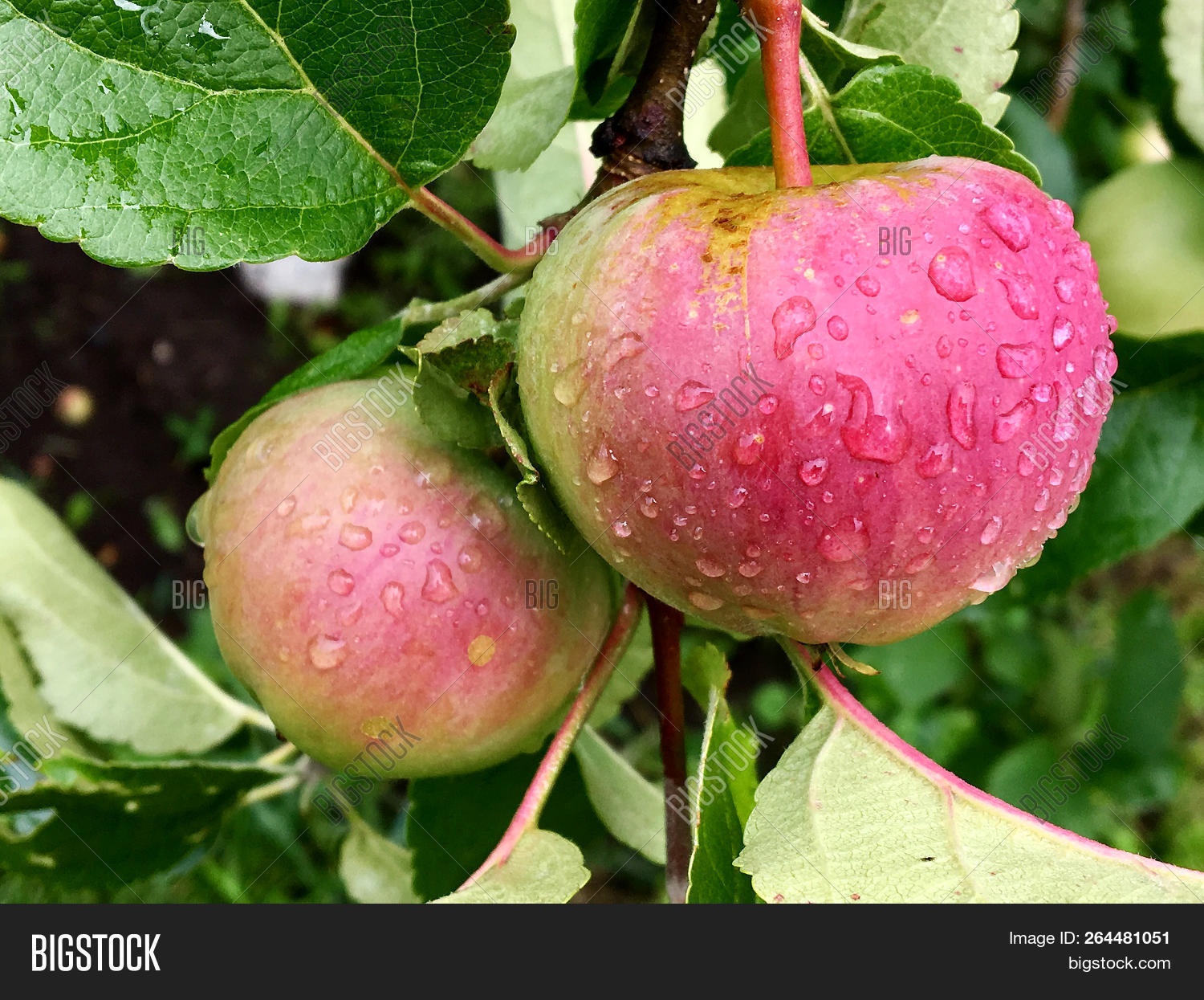 Sweet Fruit Apple Image & Photo (Free Trial) | Bigstock
