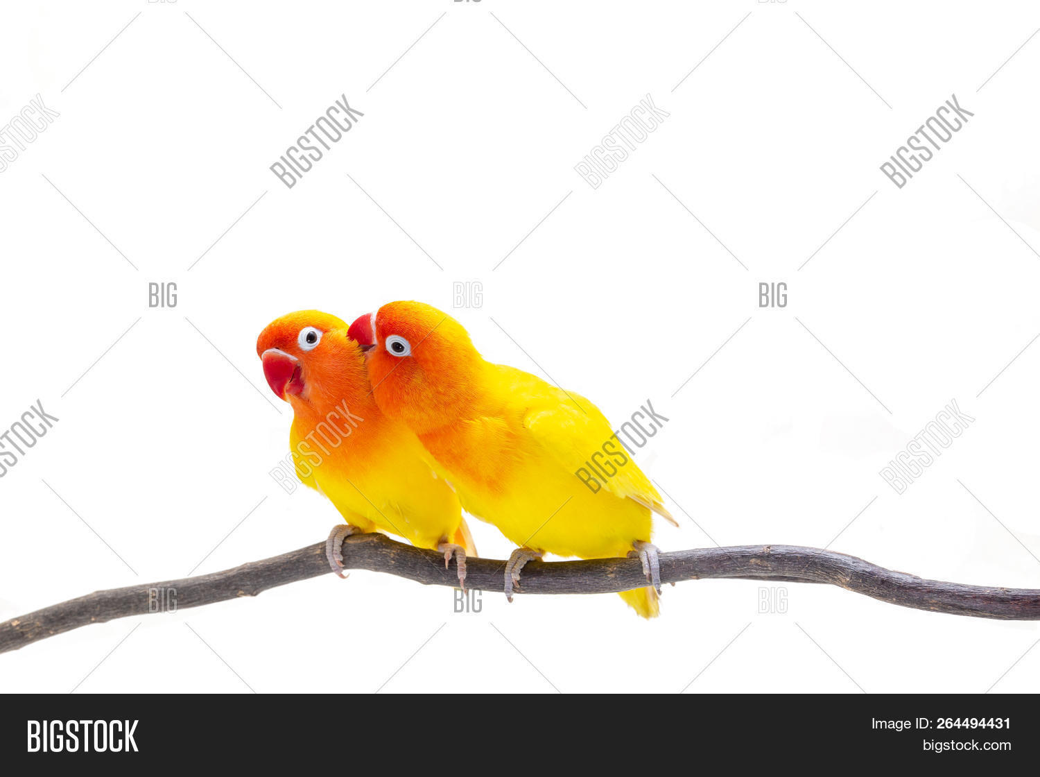 Double Yellow Lovebird Image & Photo (Free Trial) | Bigstock
