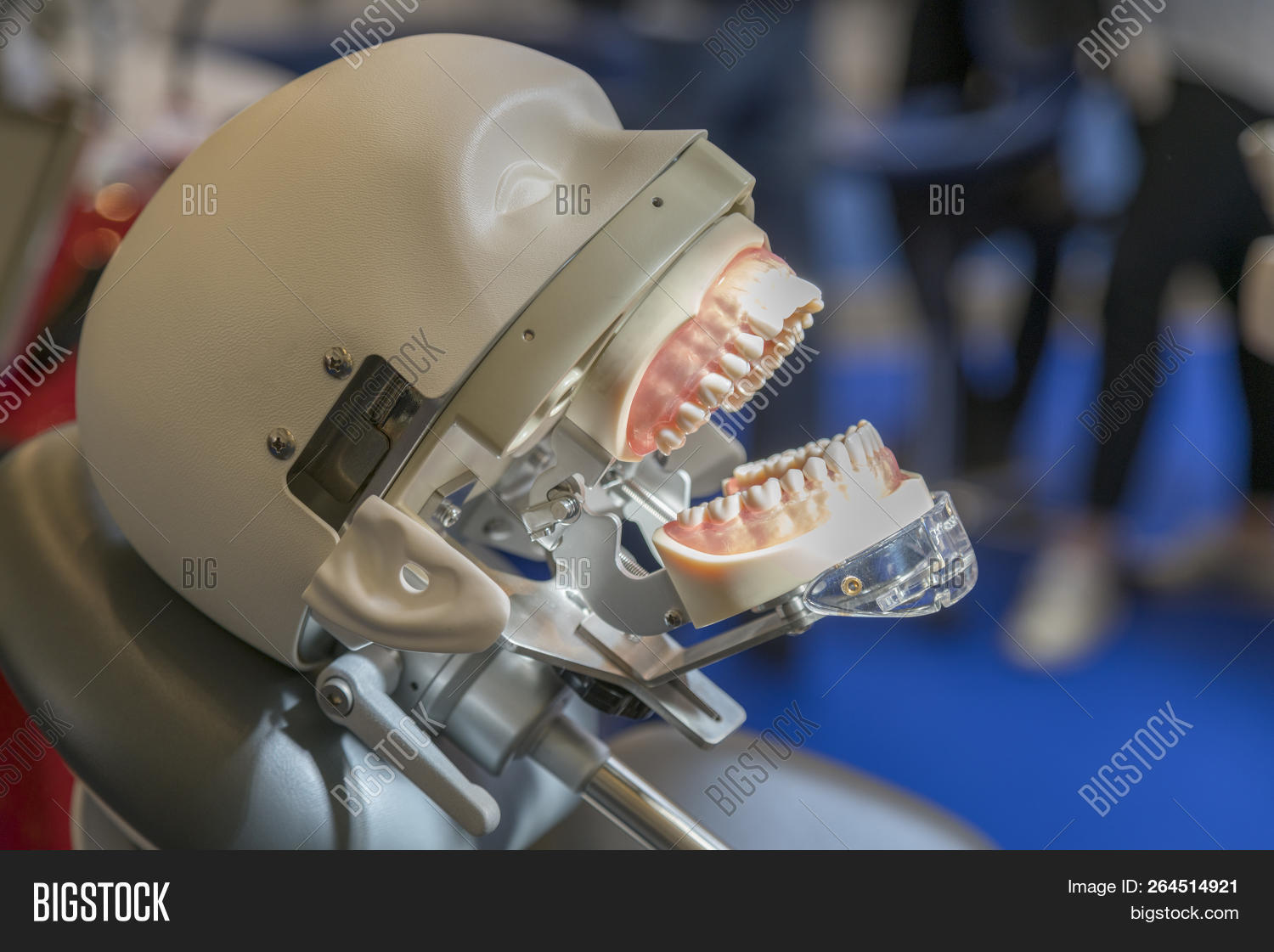 Layout Human Skull Image & Photo (Free Trial) | Bigstock