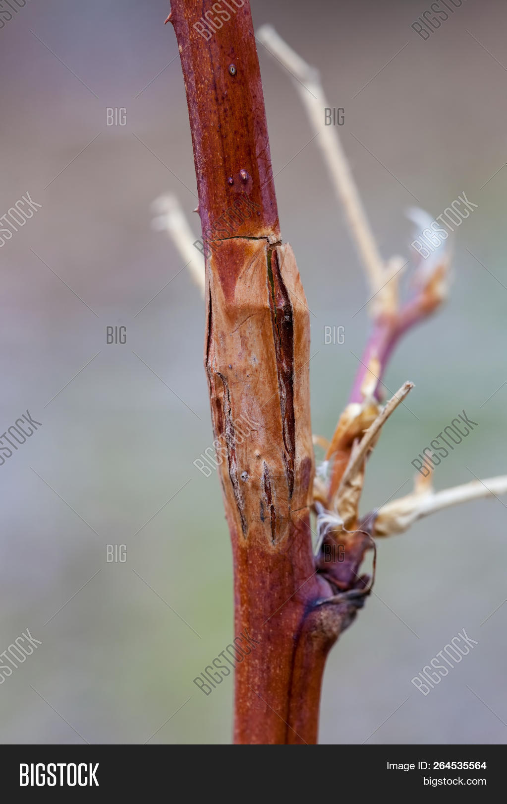 Photo Raspberry Gall Image & Photo (Free Trial) | Bigstock