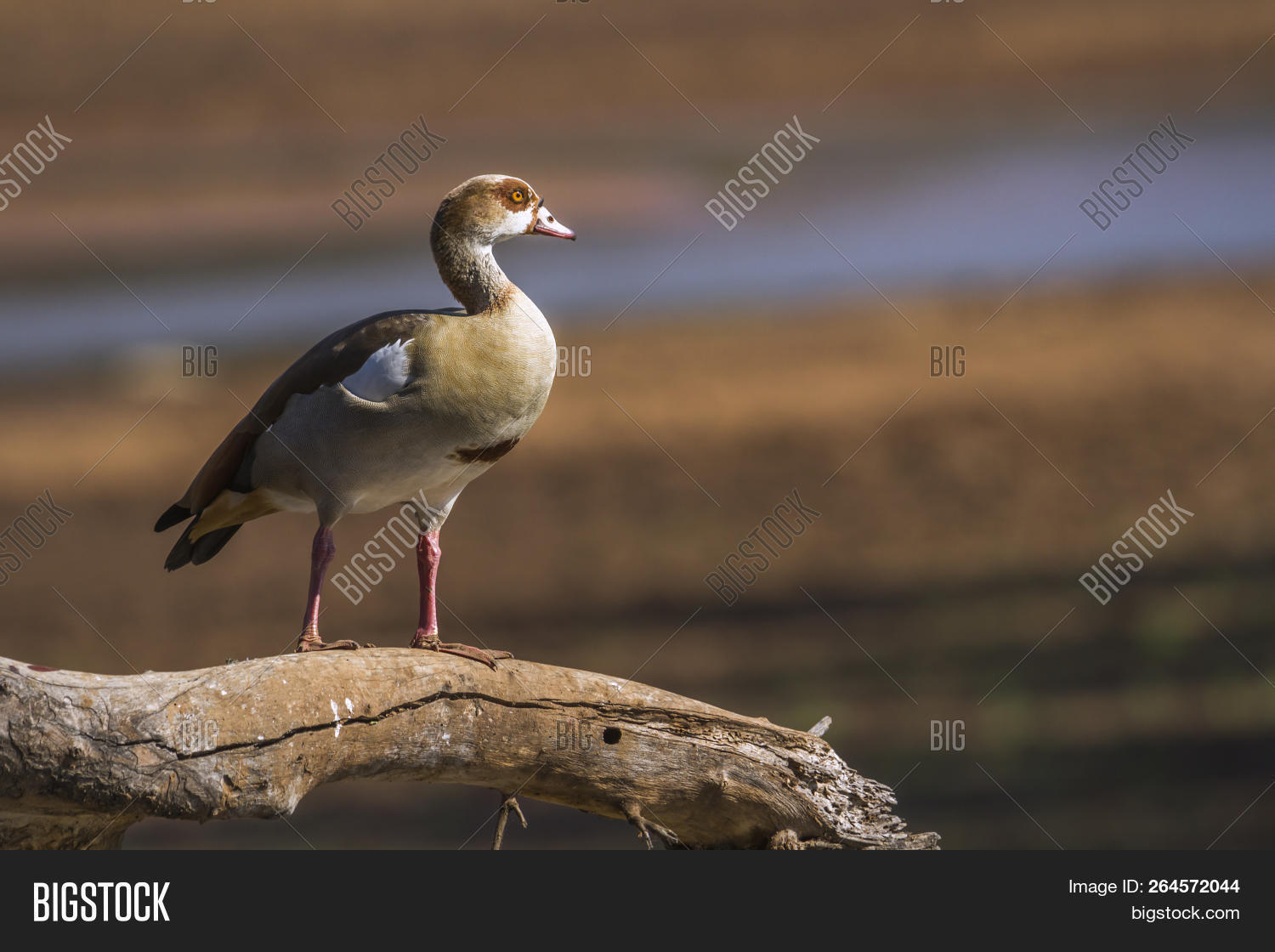 Egyptian Goose Kruger Image & Photo (Free Trial) | Bigstock