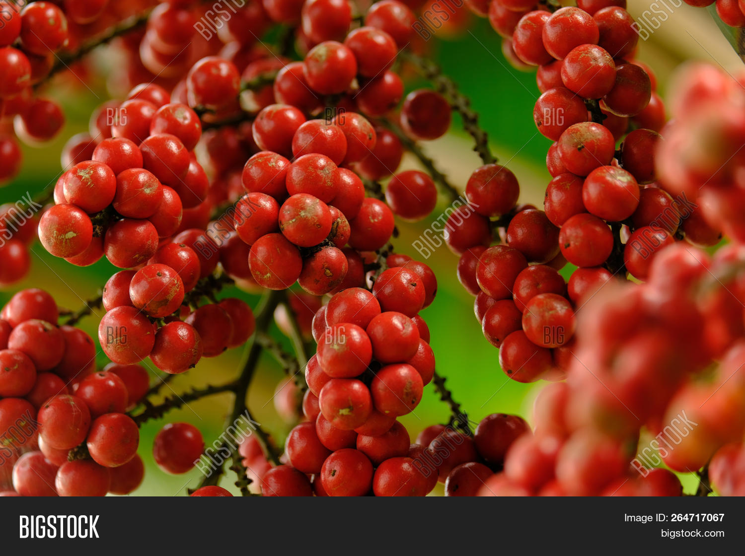 Close Red Ripen Fruit Image & Photo (Free Trial) | Bigstock