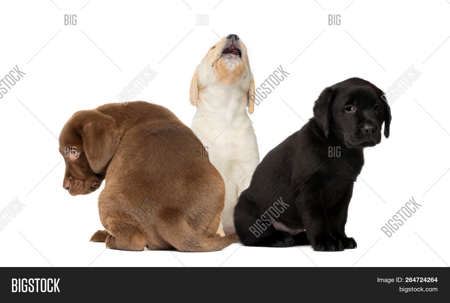 Labrador Puppy Sitting Image & Photo (Free Trial) | Bigstock
