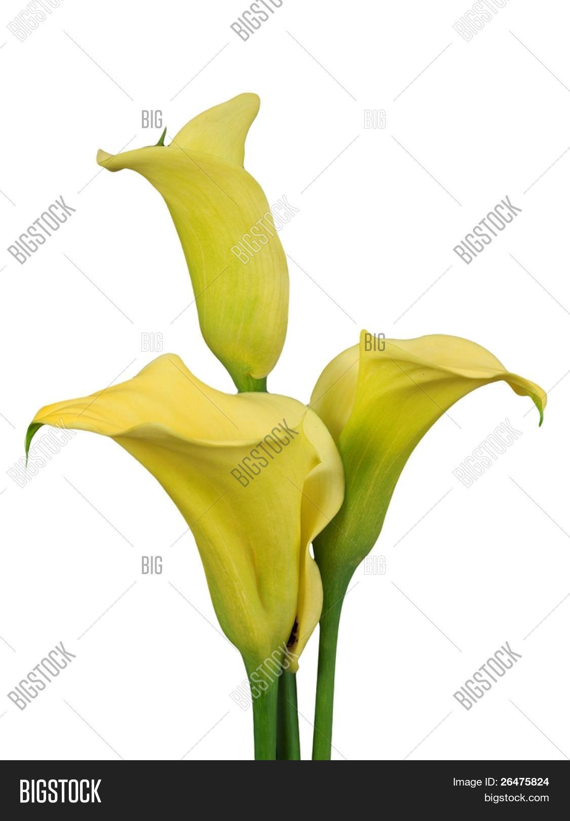 Yellow Calla Elegant Image & Photo (Free Trial) | Bigstock