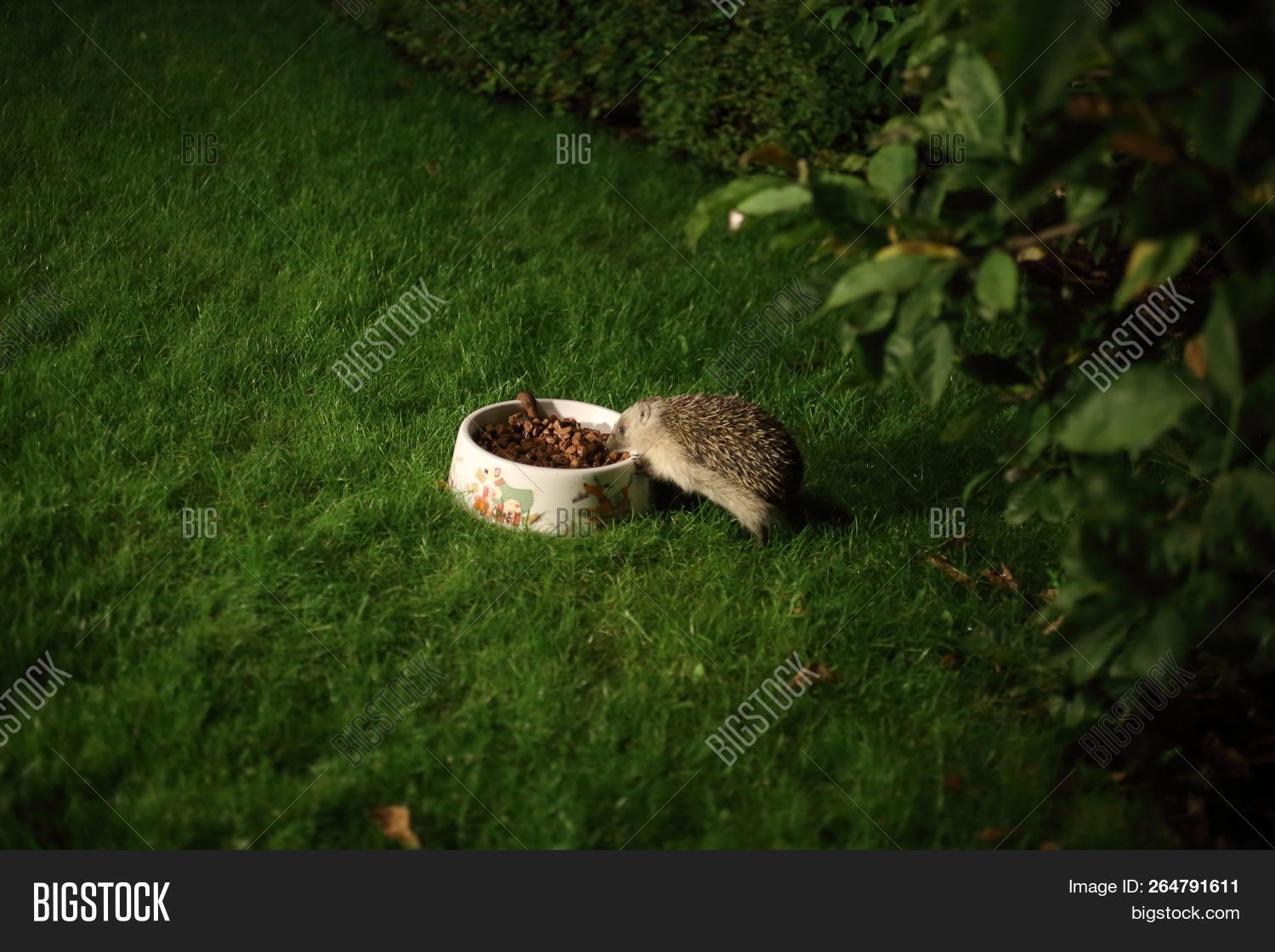 Hedgehog Living Night Image & Photo (Free Trial) | Bigstock