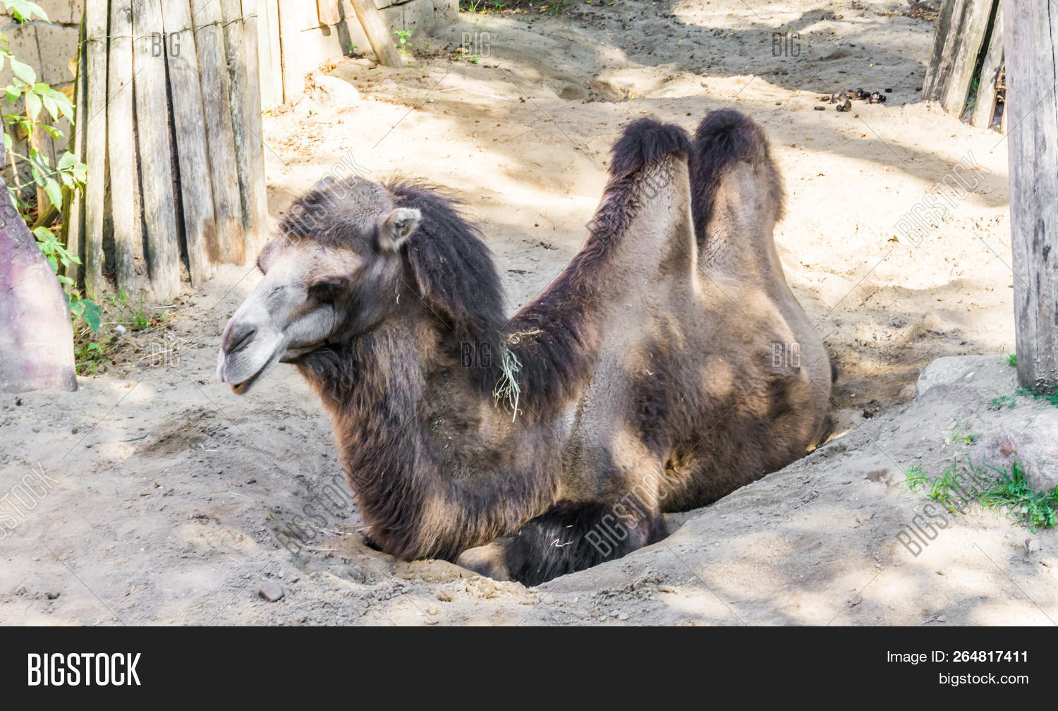 Brown Bactrian Camel Image & Photo (Free Trial) | Bigstock