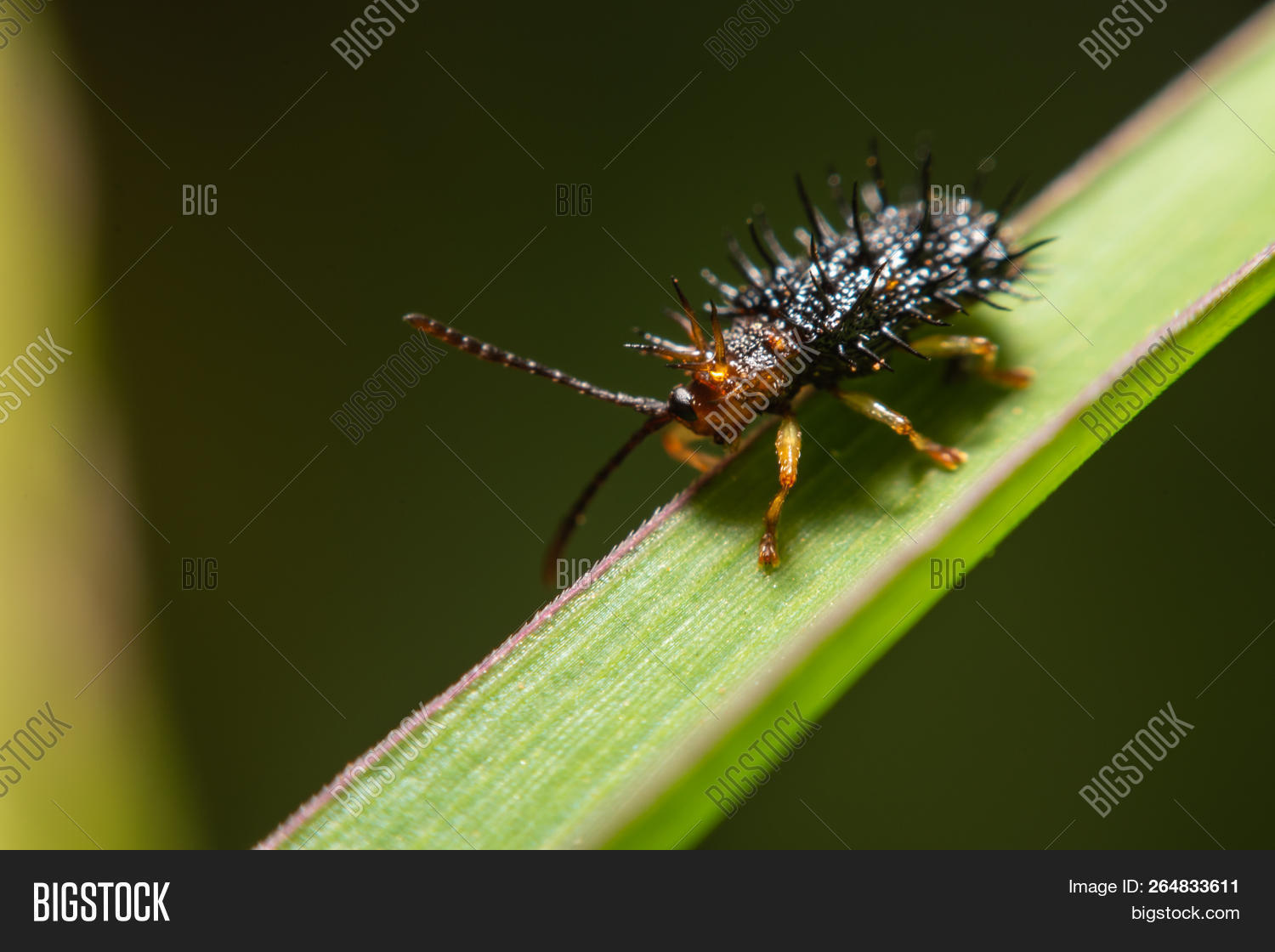 Macro Photography Image & Photo (Free Trial) | Bigstock