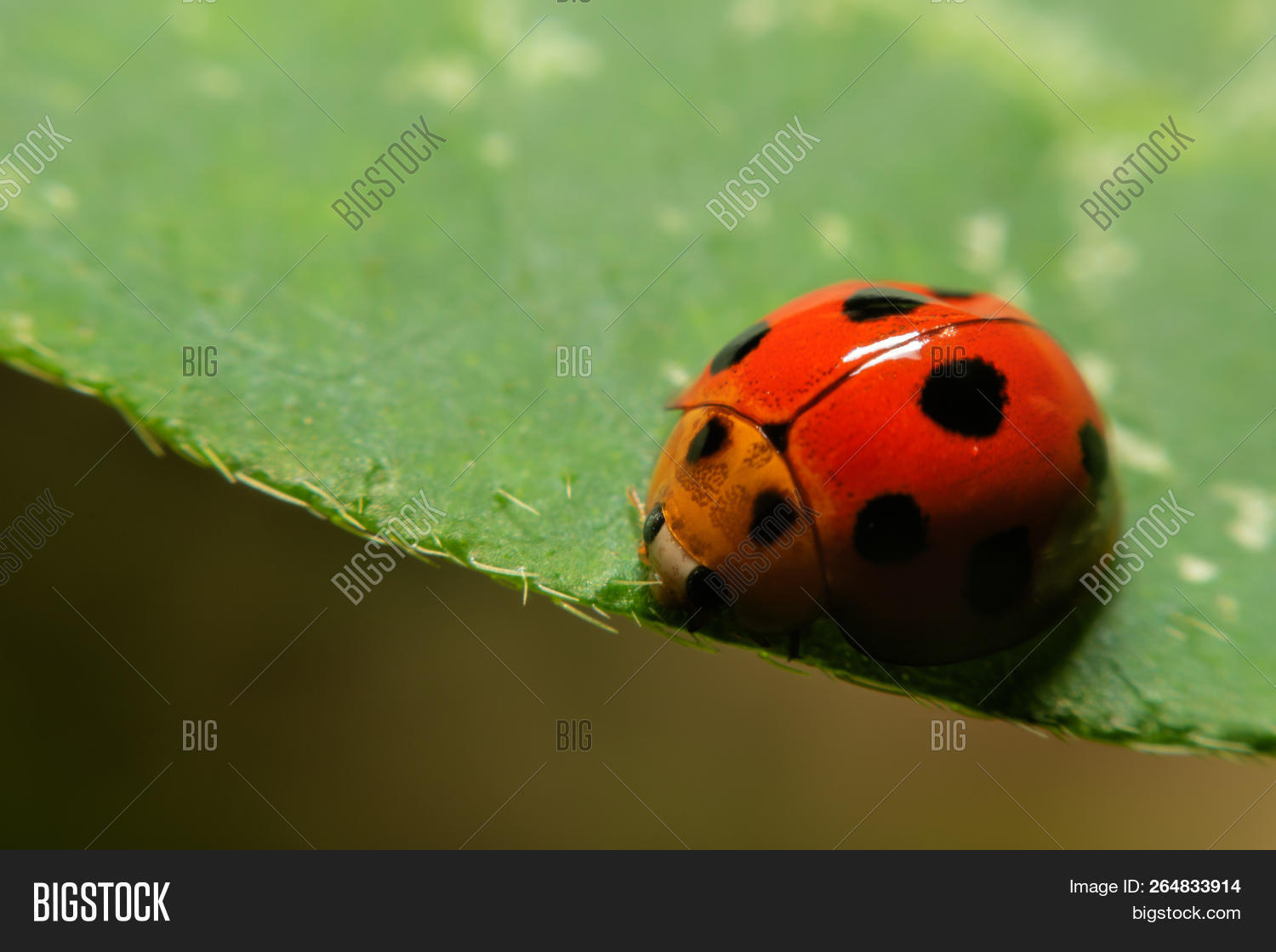 Ladybug On Leaves Image & Photo (Free Trial) | Bigstock