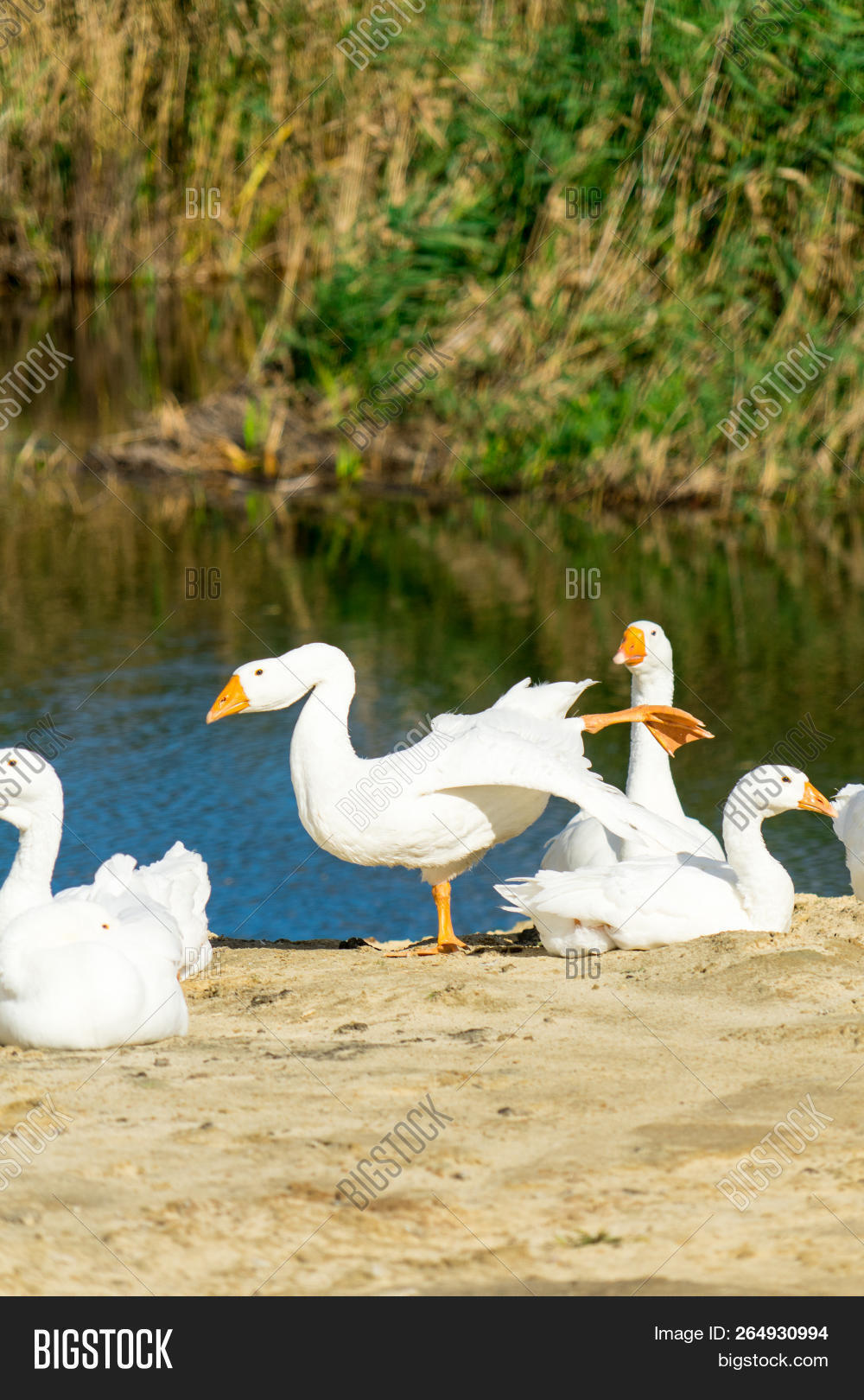 Photo White Geese. Image & Photo (Free Trial) | Bigstock