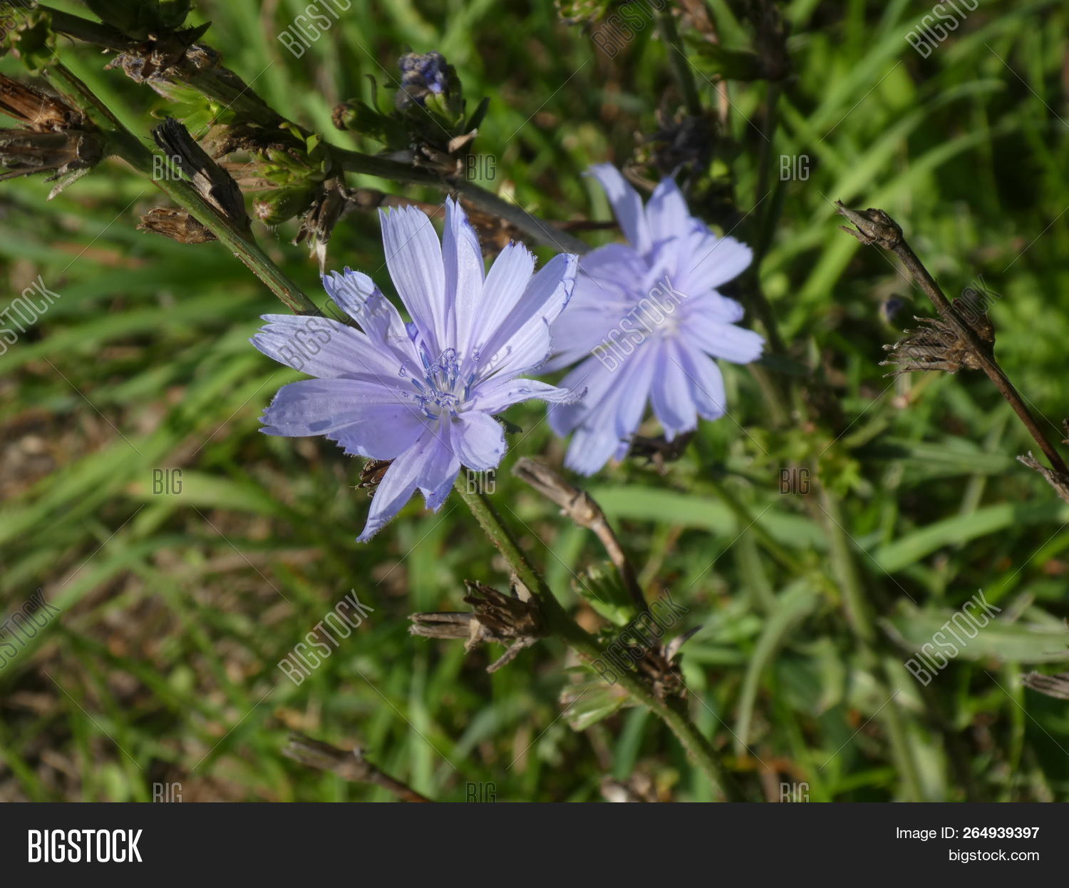 Blueweed Flower Blue Image & Photo (Free Trial) | Bigstock
