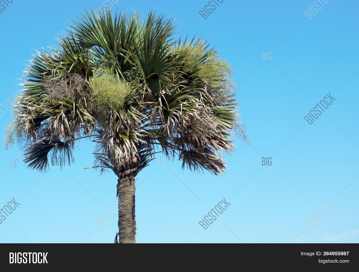 One Single Palmetto Image & Photo (Free Trial) | Bigstock
