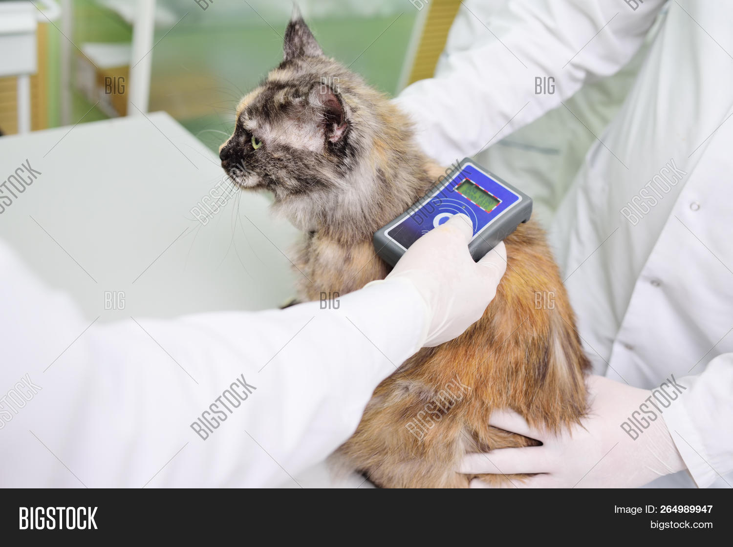 Veterinarian Scanning Image & Photo (Free Trial) | Bigstock