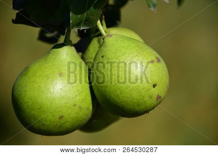 Pear- Medium-sized Image & Photo (Free Trial) | Bigstock