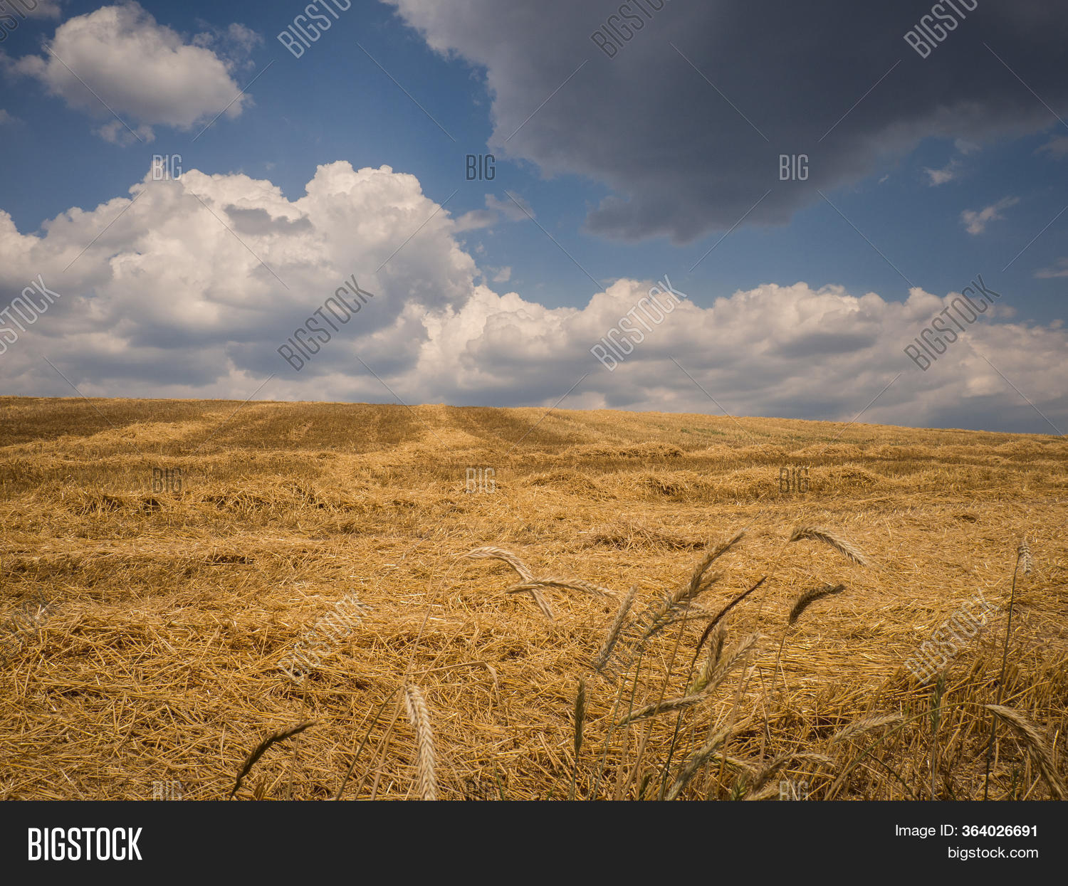 Stubble Field After Image & Photo (Free Trial) | Bigstock