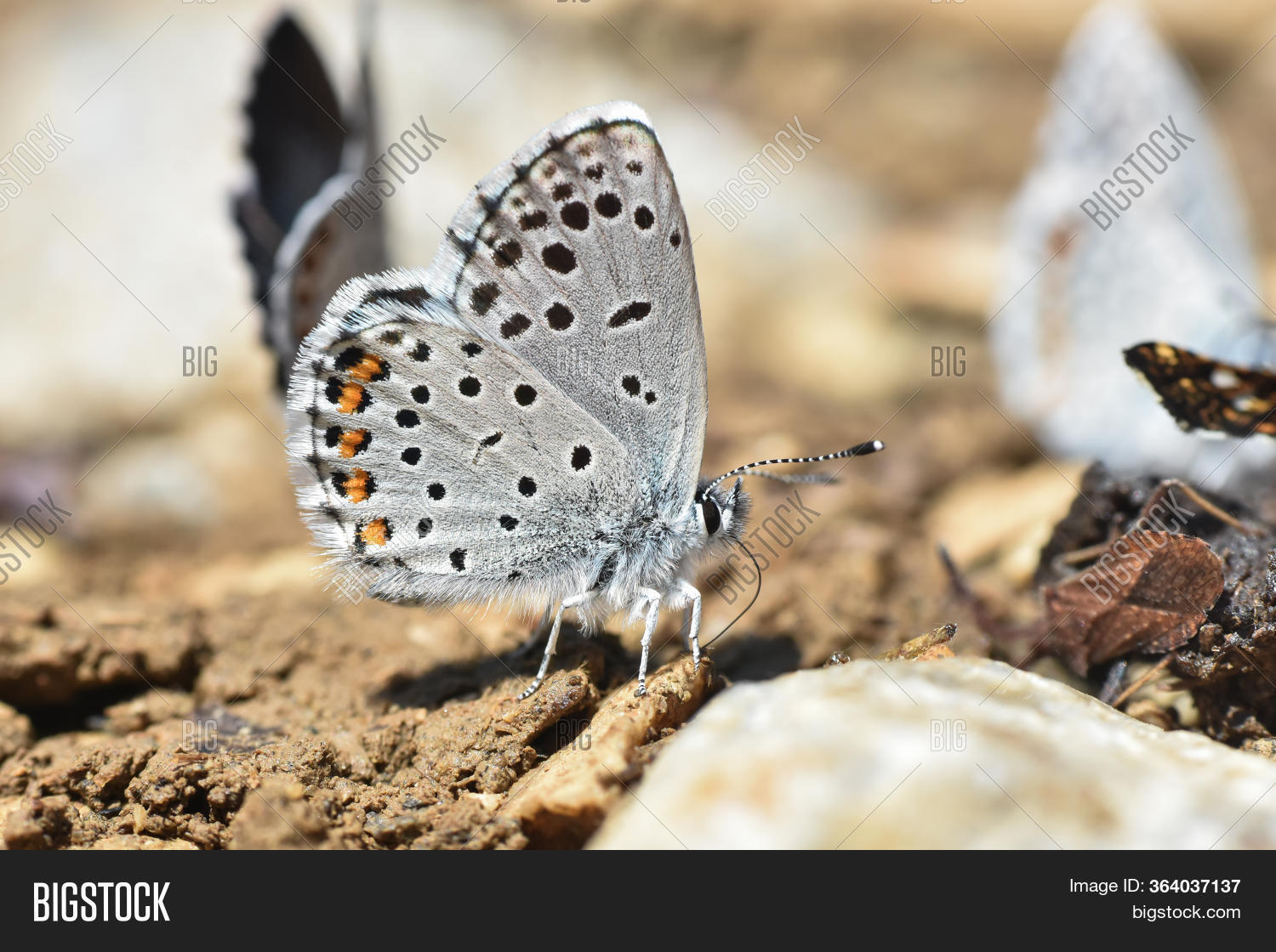 Eastern Baton Blue Image & Photo (Free Trial) | Bigstock