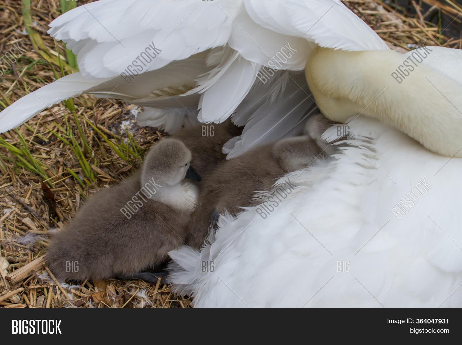 Photo Female Mute Swan Image & Photo (Free Trial) | Bigstock