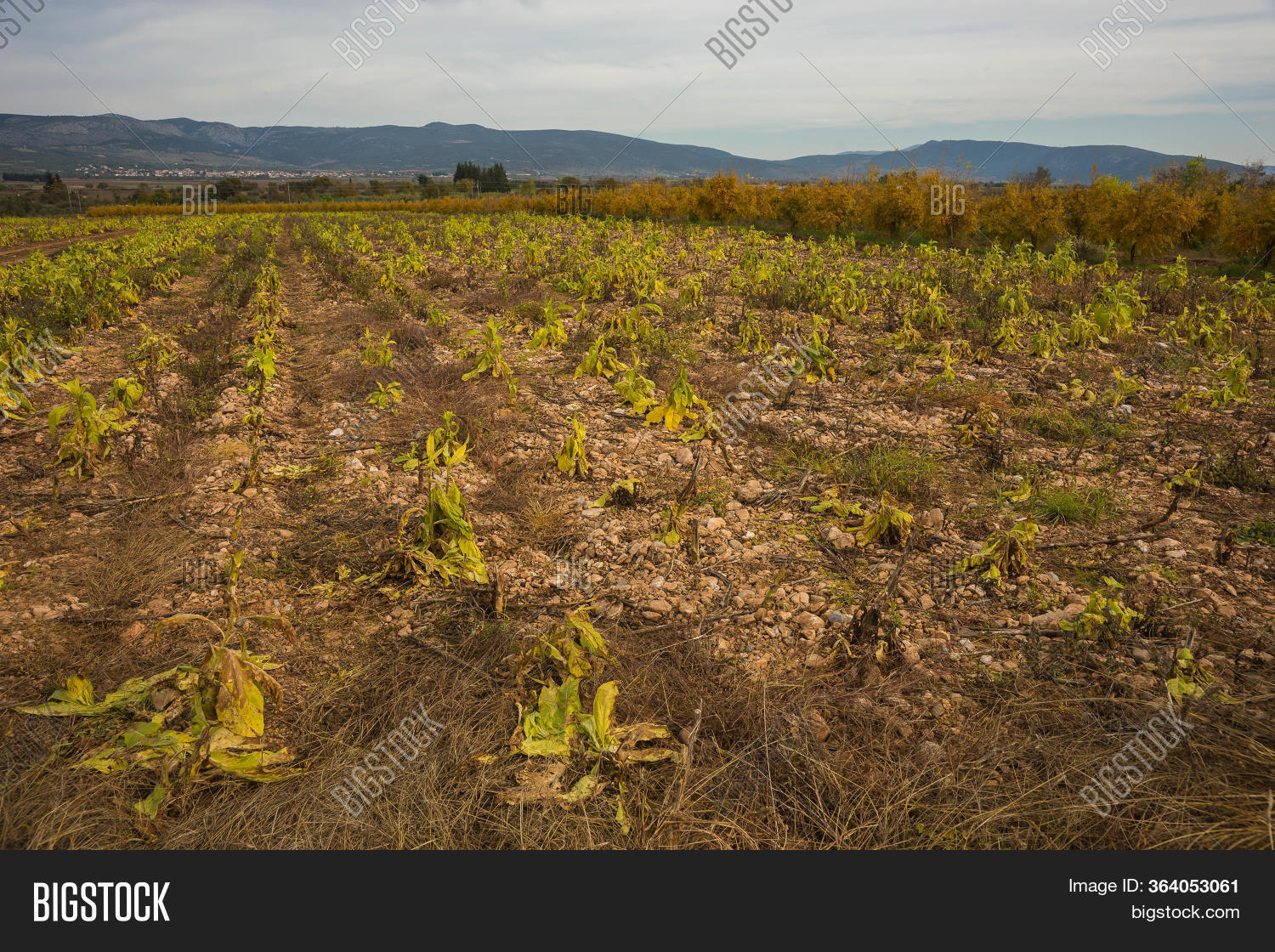 Autumn Field Plant Image & Photo (Free Trial) | Bigstock