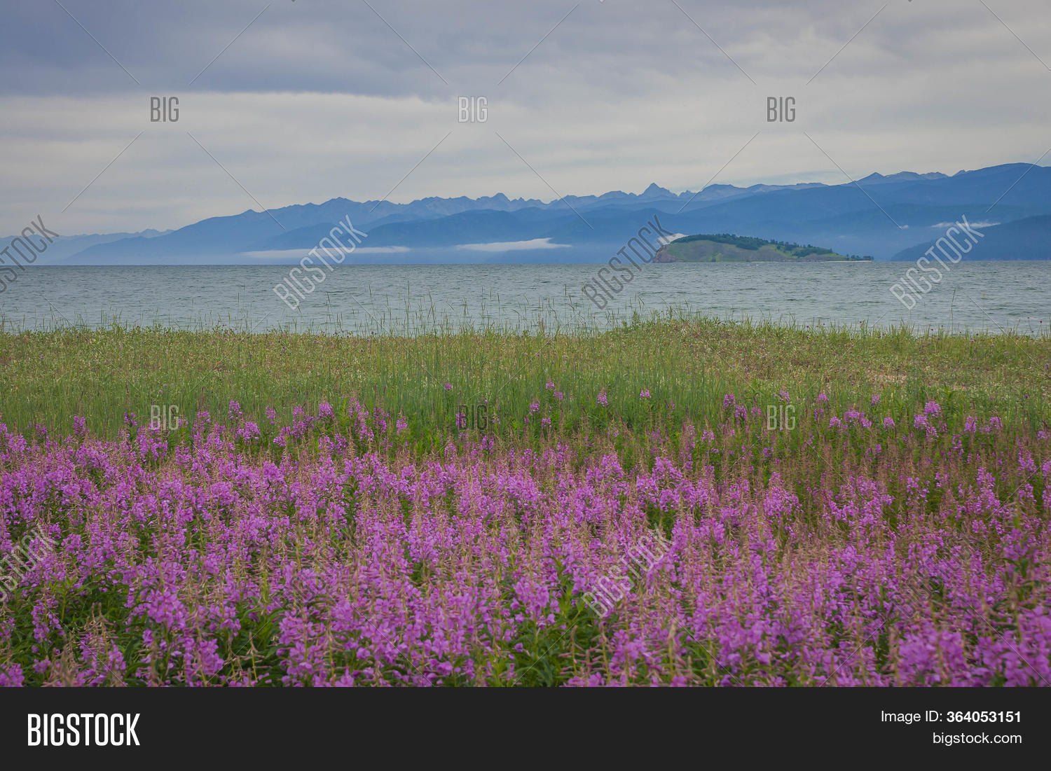 Field Fireweed Lake Image & Photo (Free Trial) | Bigstock