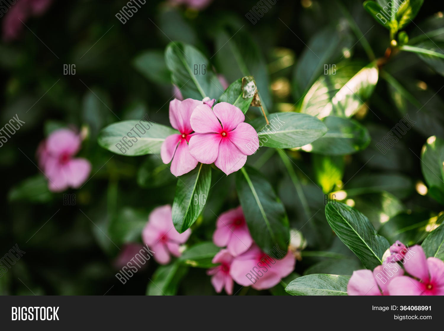 Goa, India. Blooming Image & Photo (Free Trial) | Bigstock