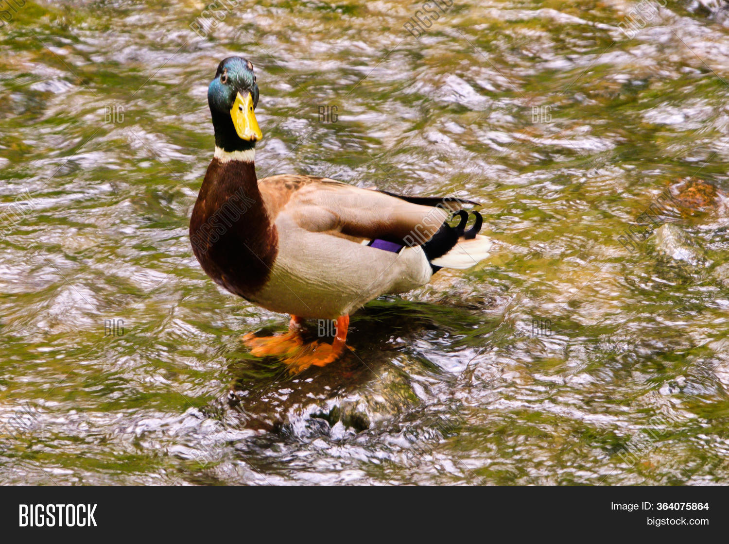 Wild Duck On Rock Image & Photo (Free Trial) | Bigstock