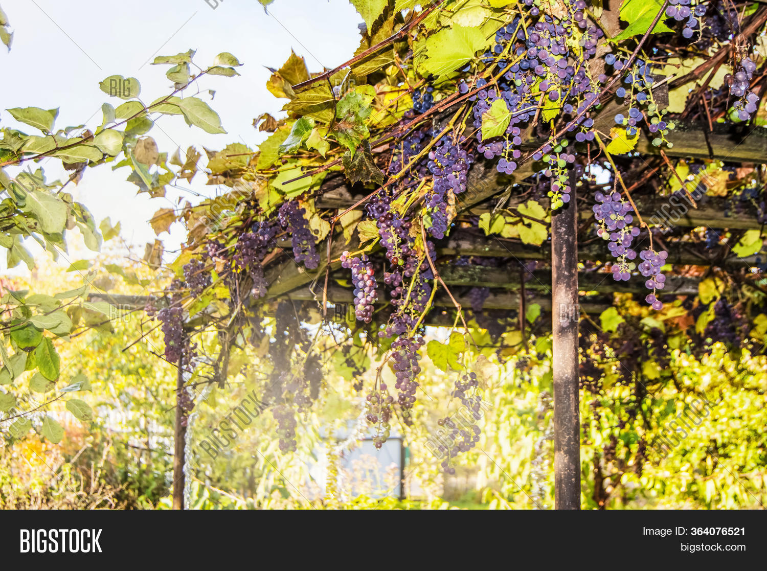 Ripe Purple Grapes Image & Photo (Free Trial) | Bigstock