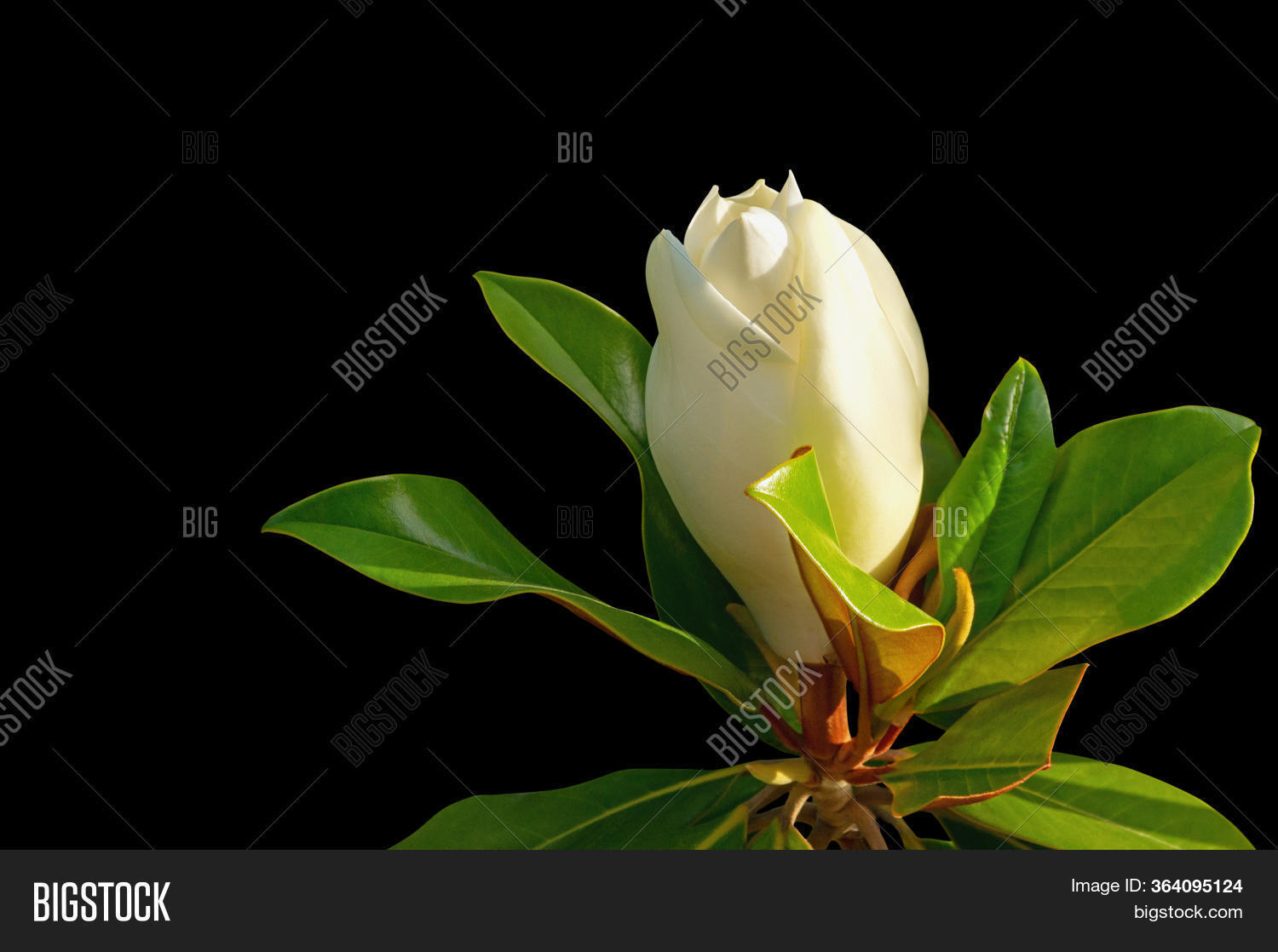 One White Flower Image & Photo (Free Trial) | Bigstock