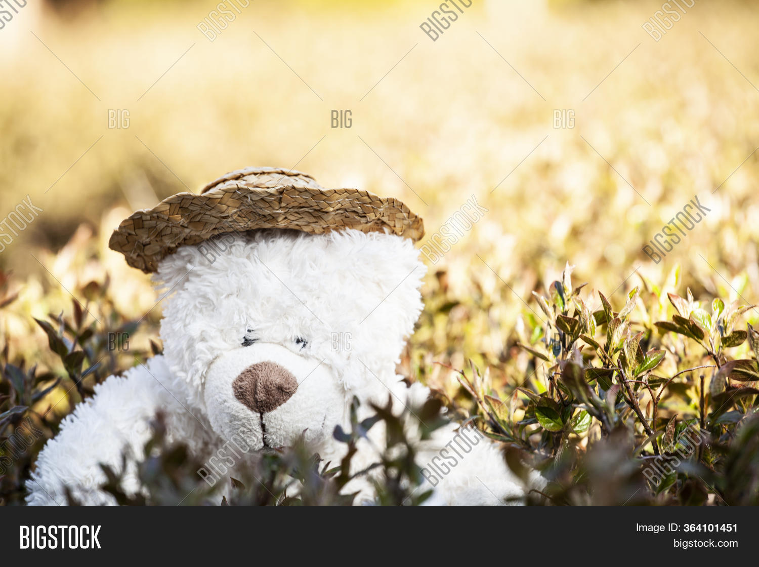 Image Toy Bear Hat Image & Photo (Free Trial) | Bigstock