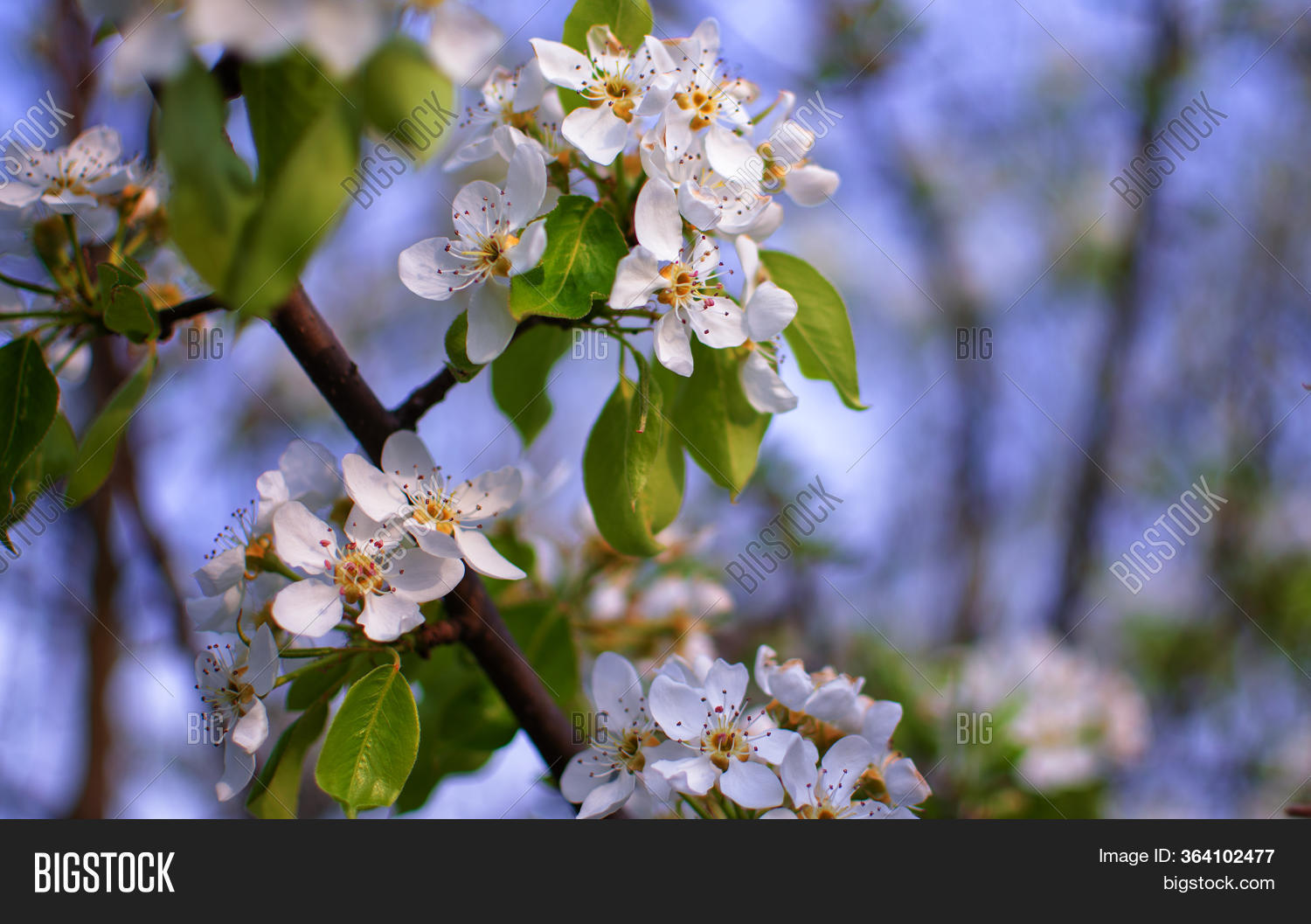 White Flowers Pear Image & Photo (Free Trial) | Bigstock