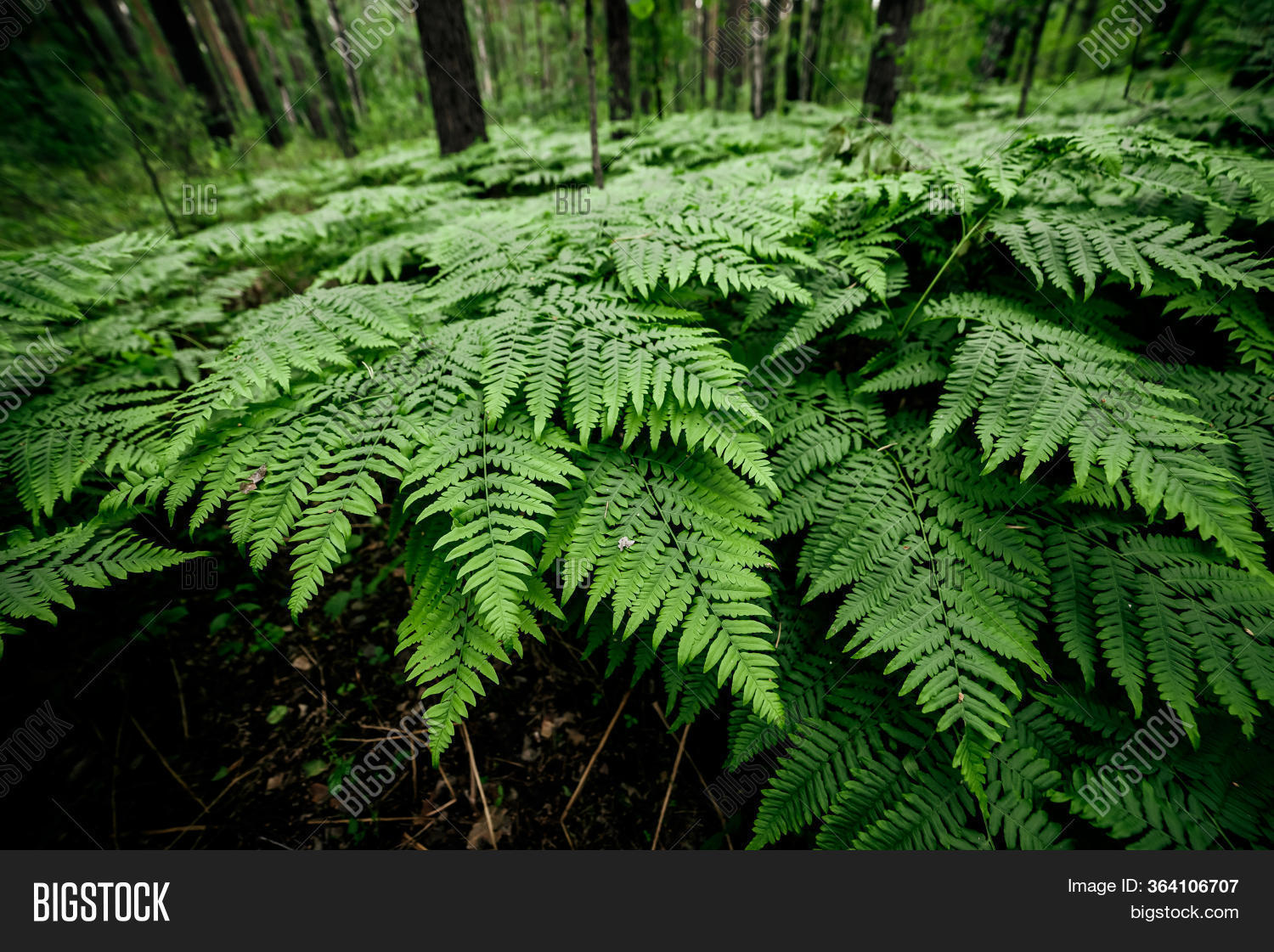 Dense Fern Thickets Image & Photo (Free Trial) | Bigstock
