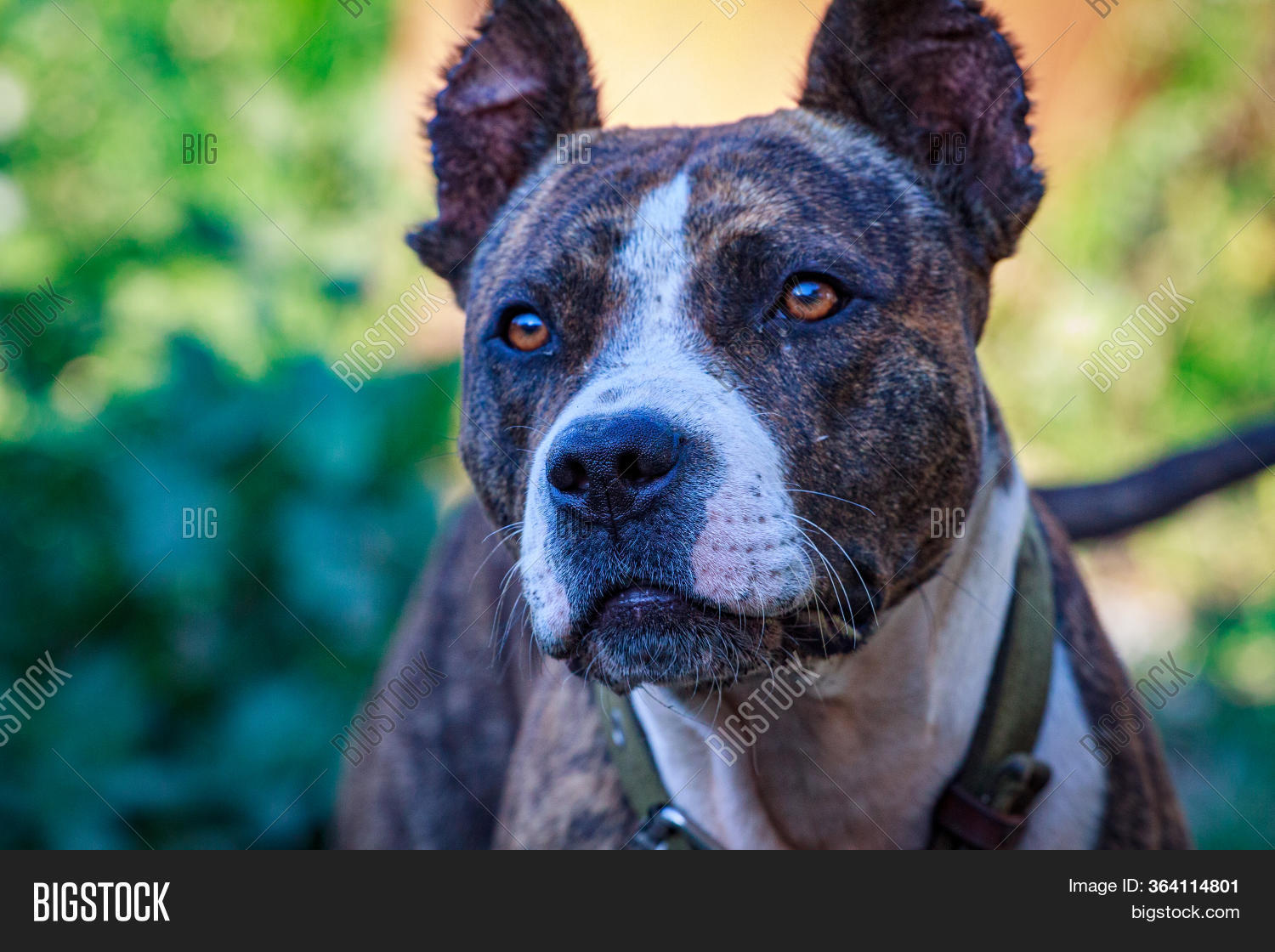 Muzzle Large Evil Image & Photo (Free Trial) | Bigstock