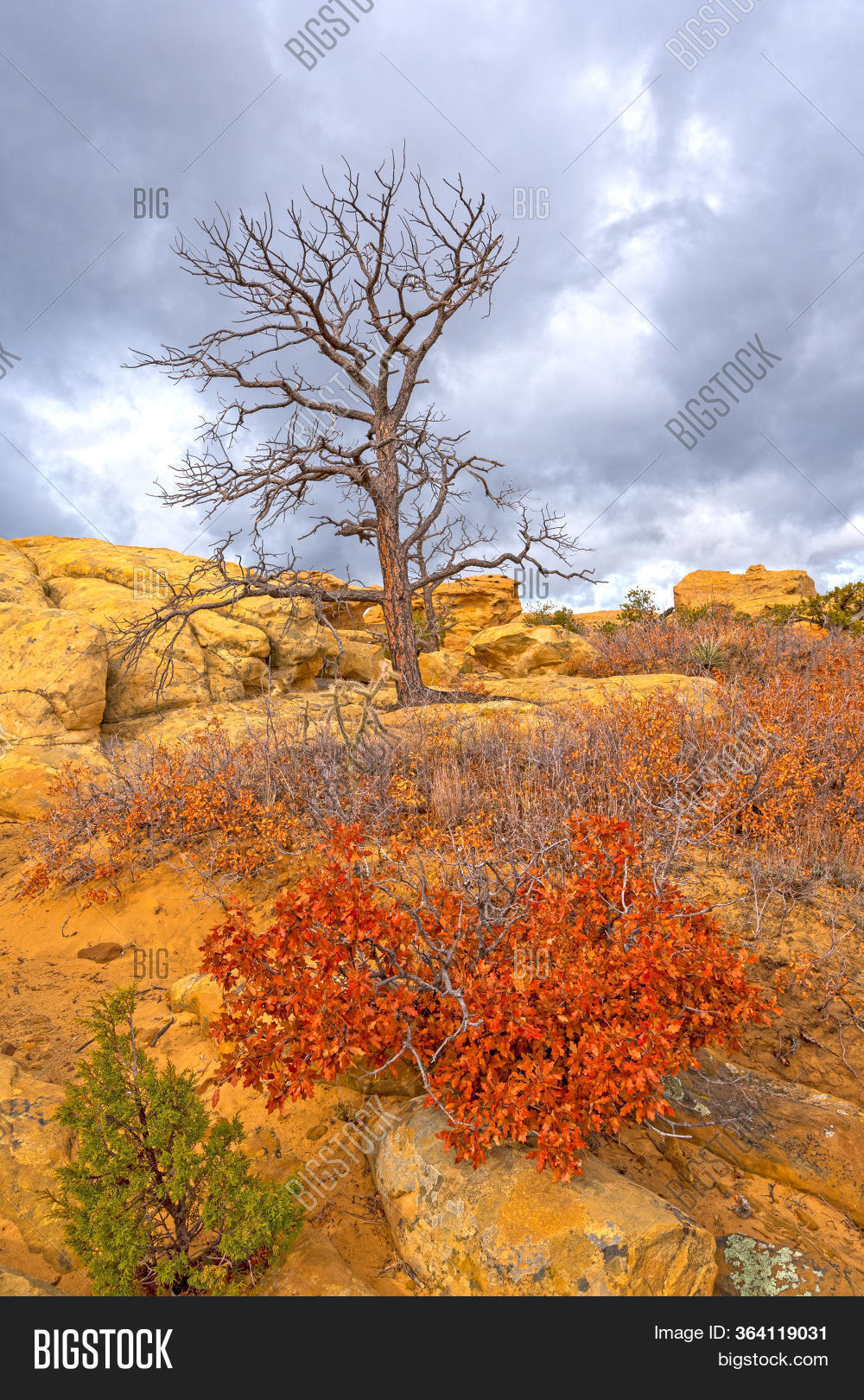 Dramatic Tree Against Image & Photo (Free Trial) | Bigstock