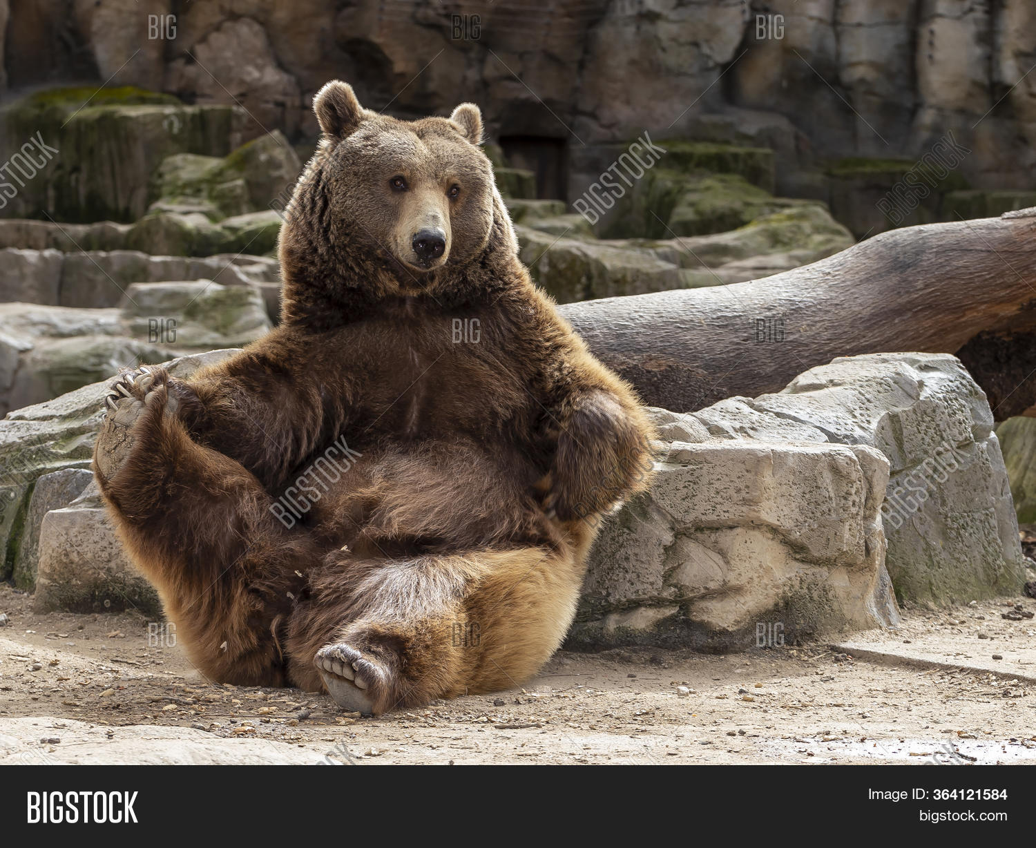 Brown Bear Doing Image & Photo (Free Trial) | Bigstock