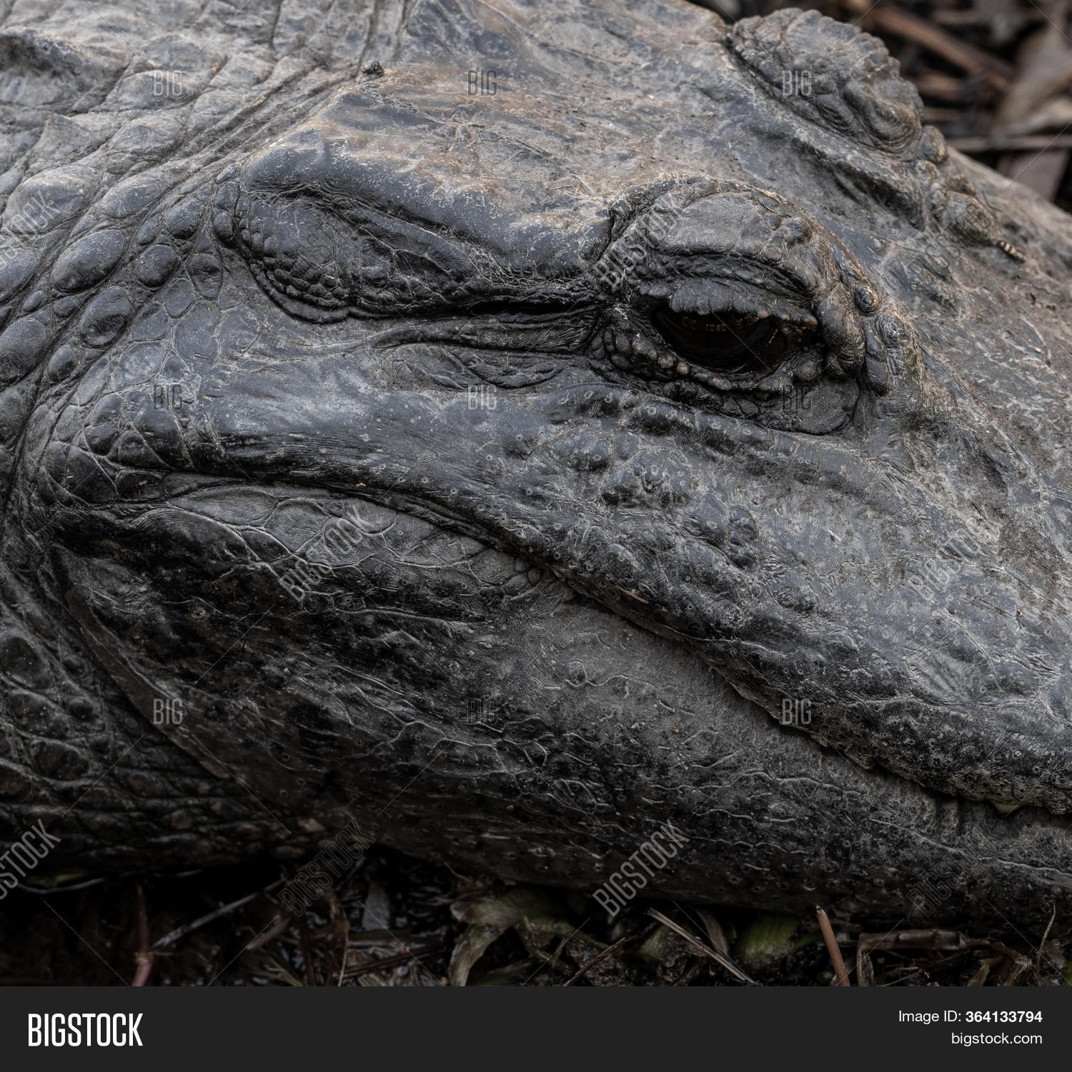 Alligator Eye Close Image & Photo (Free Trial) | Bigstock