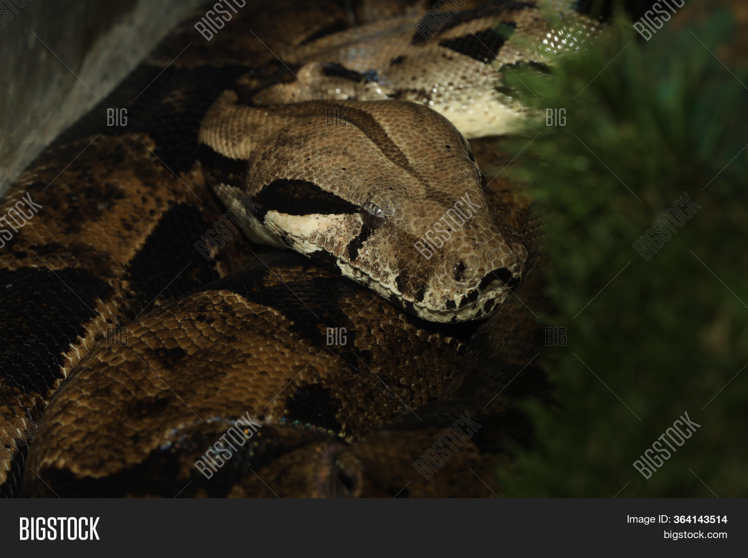 Close Head Boa Image & Photo (Free Trial) | Bigstock