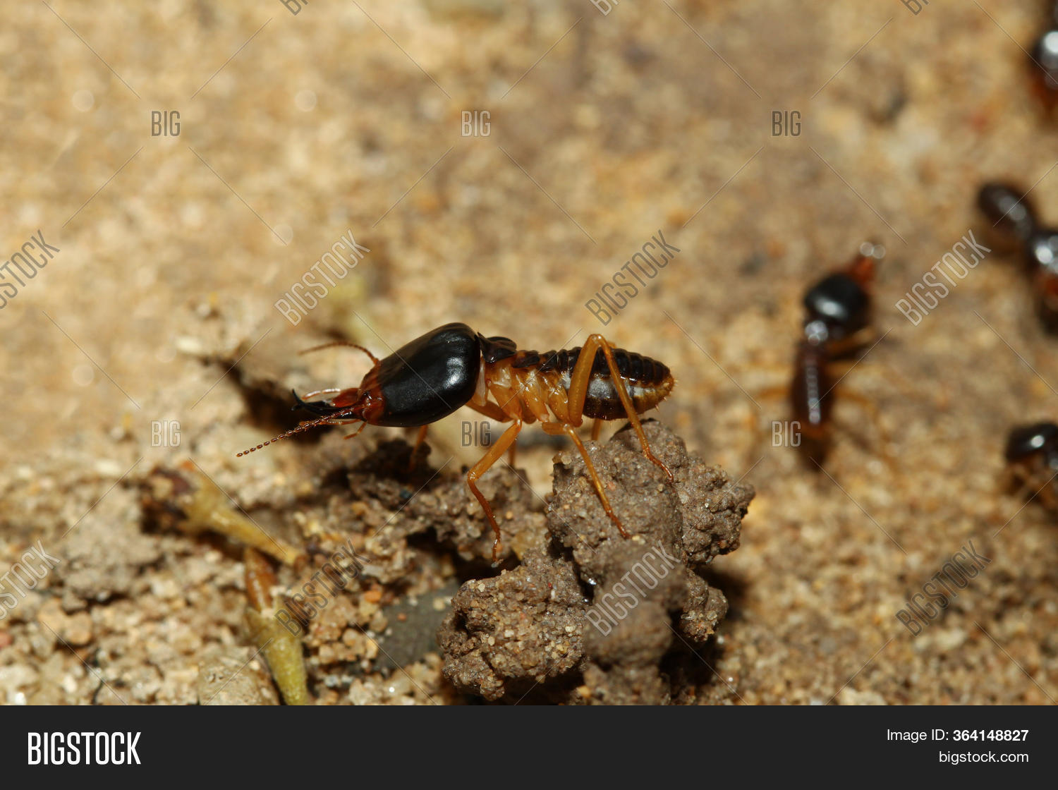 Close Macro Warrior Image & Photo (Free Trial) | Bigstock