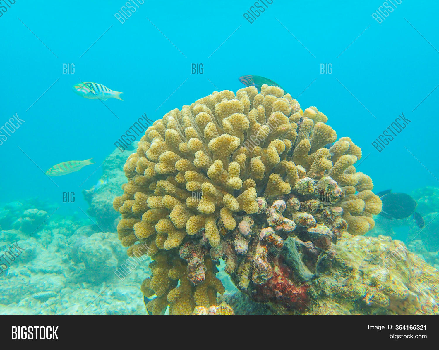 Cauliflower Coral, Image & Photo (Free Trial) | Bigstock