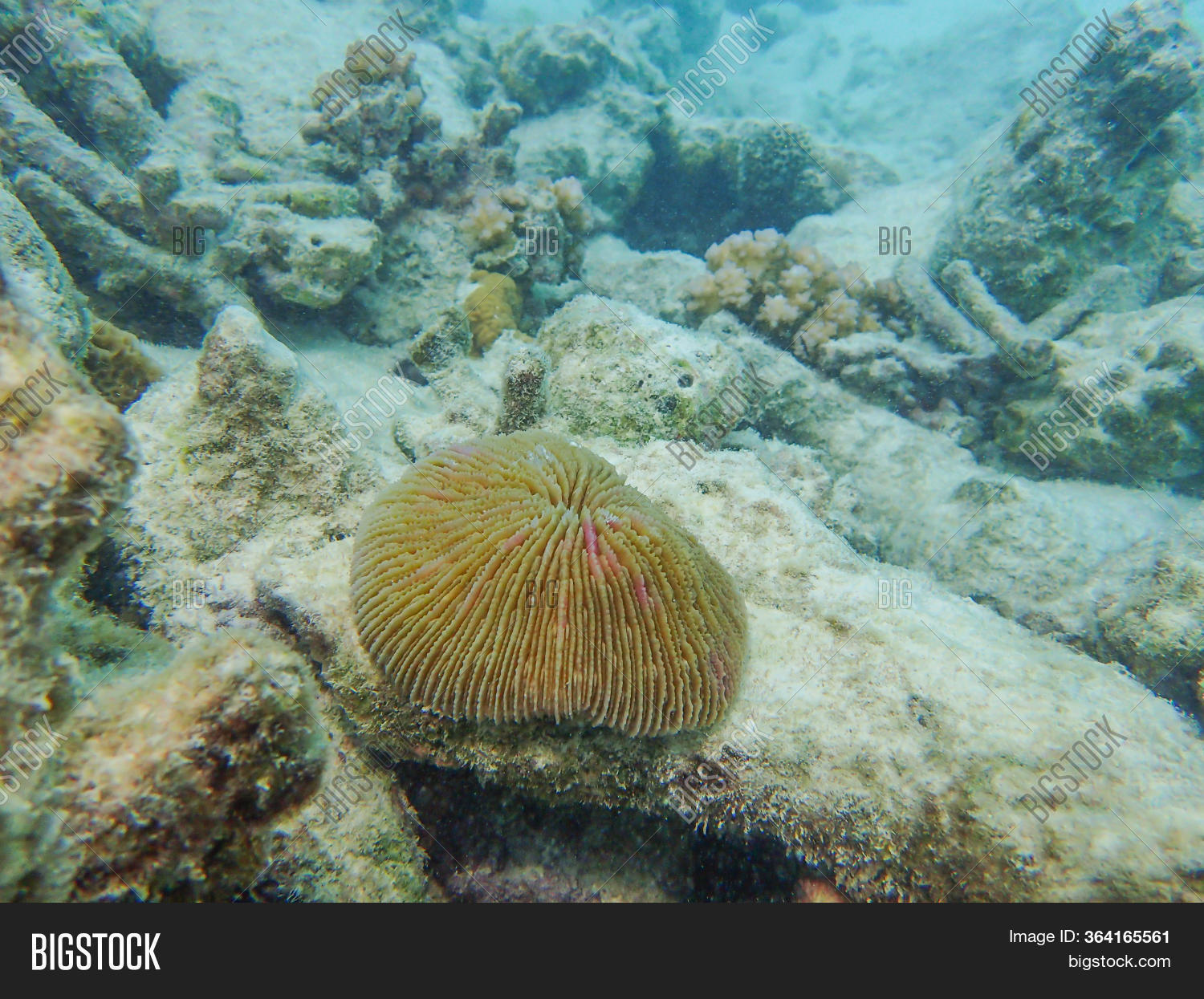 Mushroom Coral, Fungi Image & Photo (Free Trial) | Bigstock