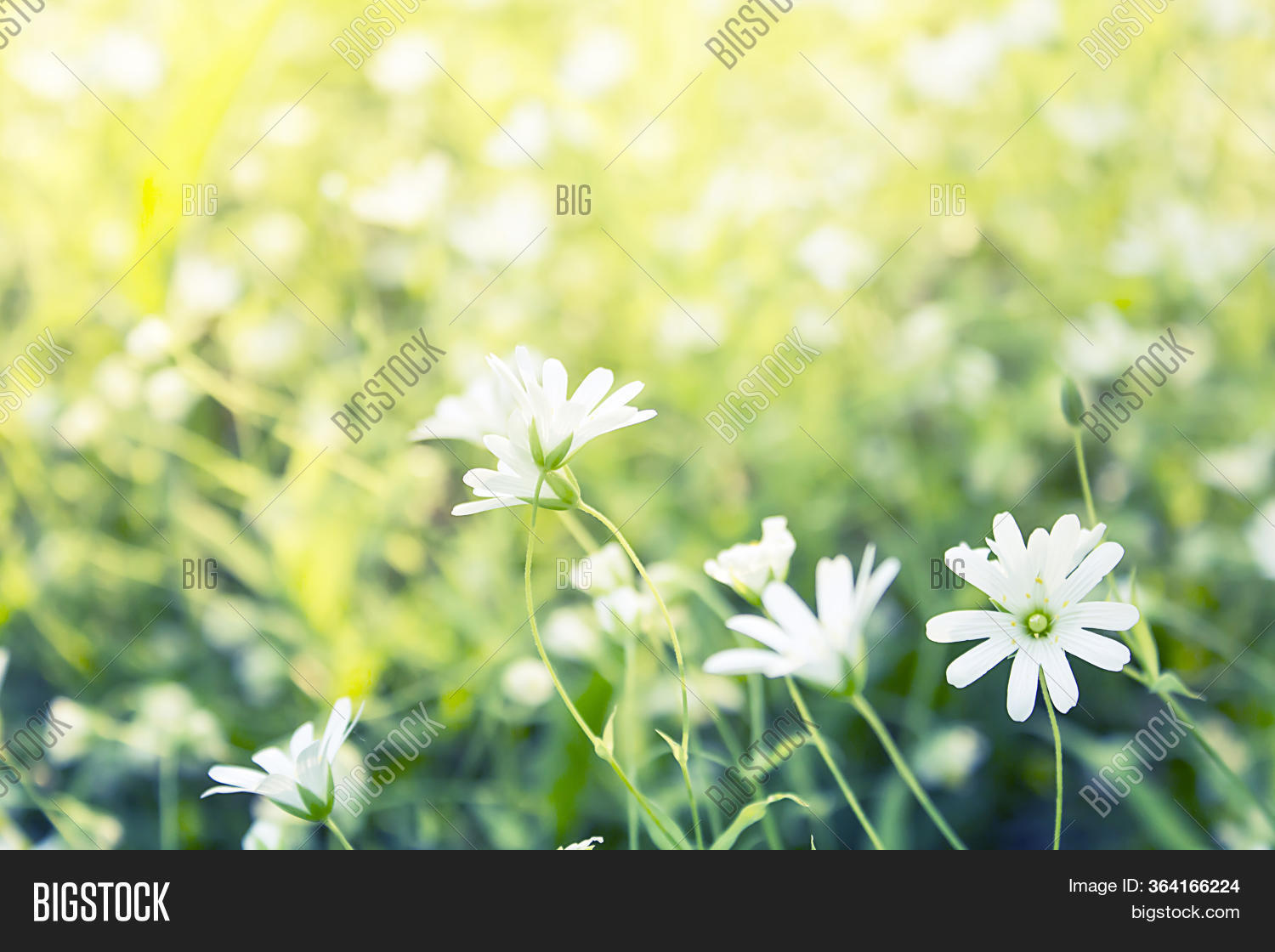 Field Forget-me-not ( Image & Photo (Free Trial) | Bigstock