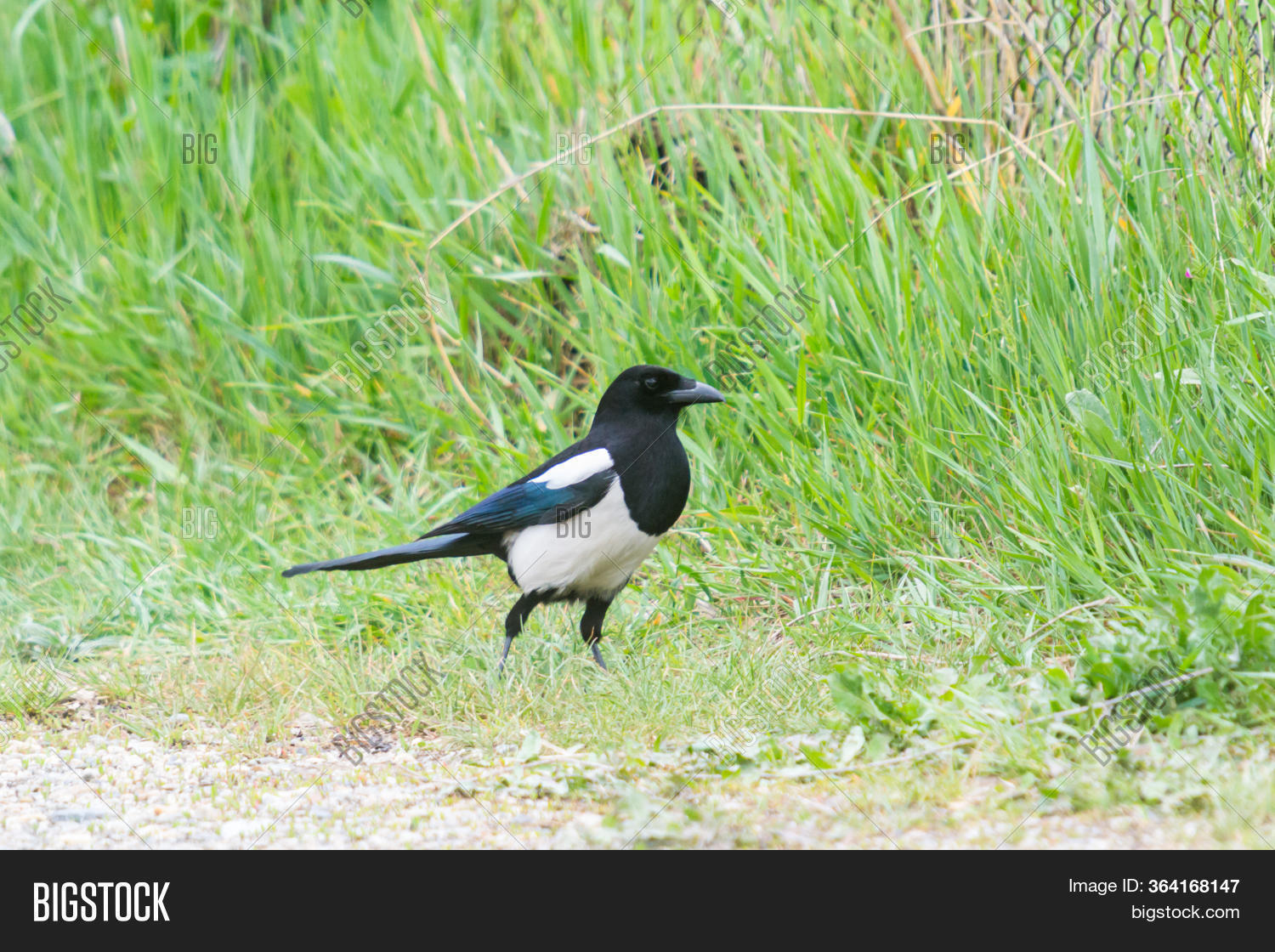 Eurasian Magpie Common Image & Photo (Free Trial) | Bigstock