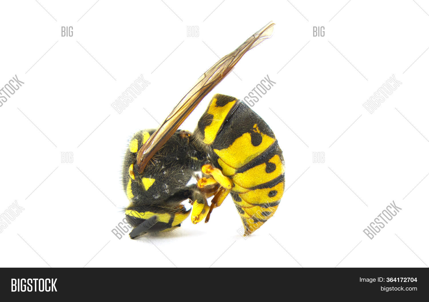 Insect Wasp Isolated Image & Photo (Free Trial) | Bigstock