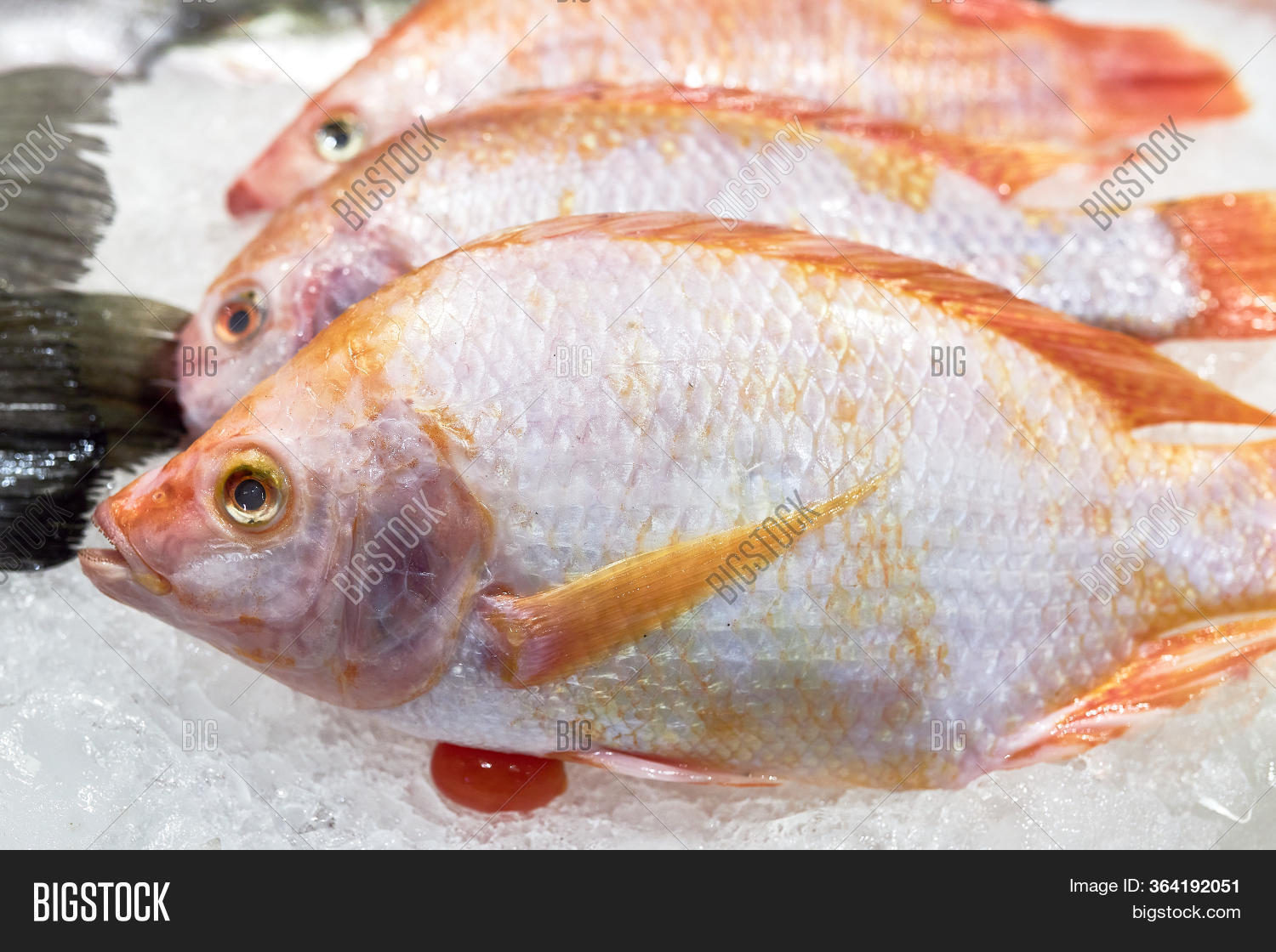 Several Red Snappers Image & Photo (Free Trial) | Bigstock