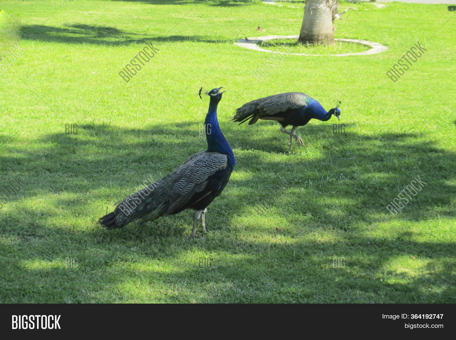 Peacocks Walk On Green Image & Photo (Free Trial) | Bigstock