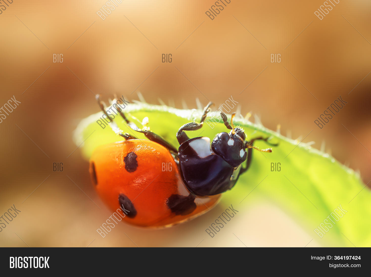 Ladybug On Green Plant Image & Photo (Free Trial) | Bigstock