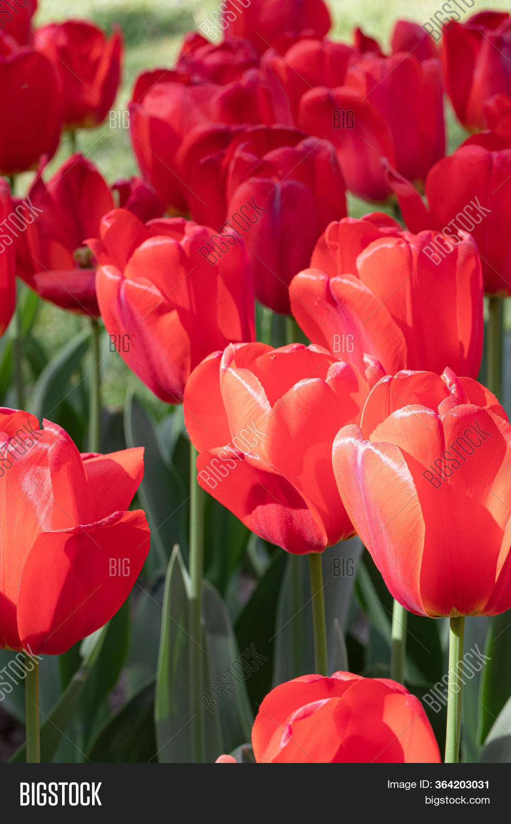 Red. Flower. Tulips. Image & Photo (Free Trial) | Bigstock
